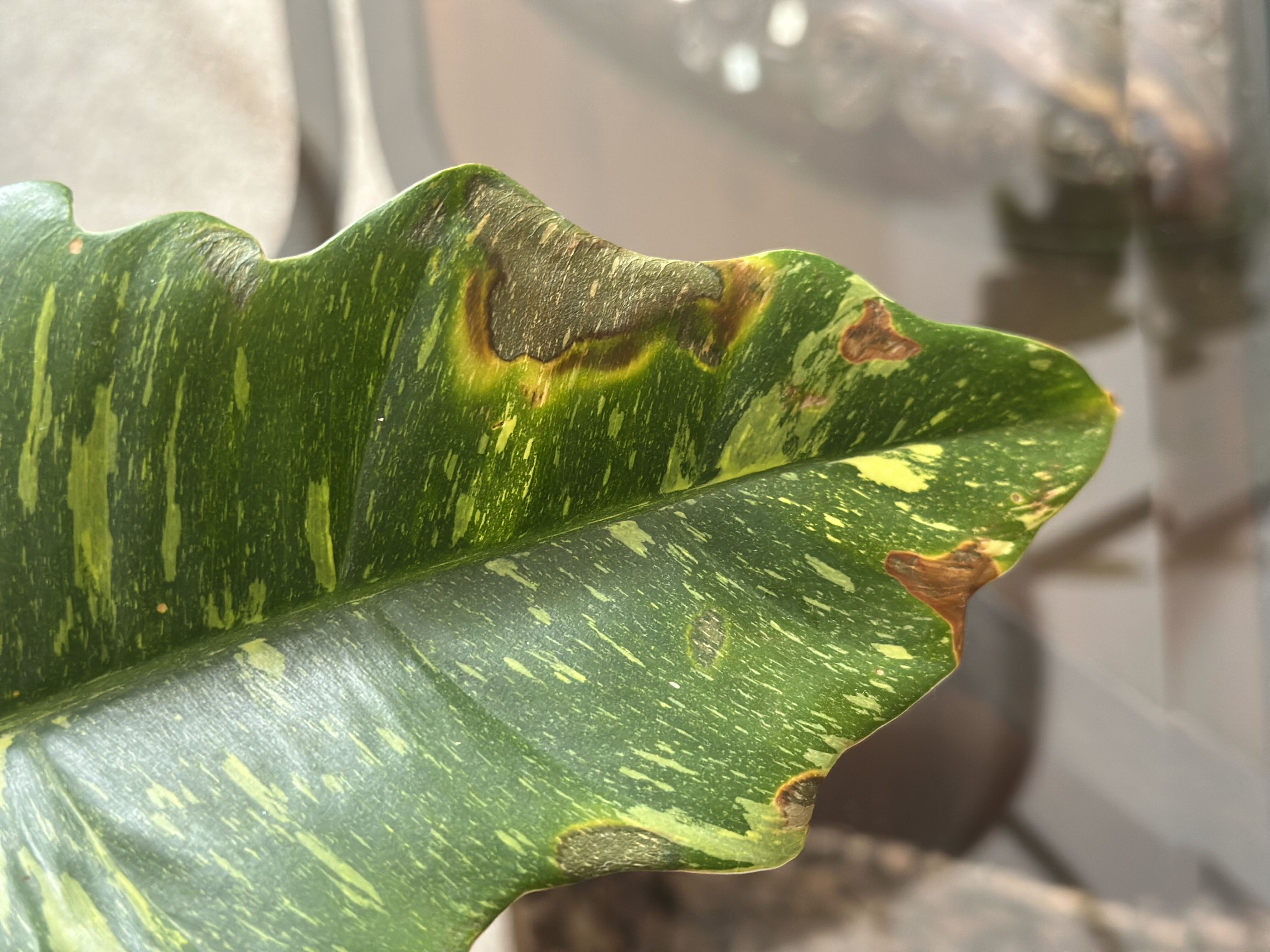 The Complete Philodendron campii 'Lynette' Plant Care Guide: Water ...