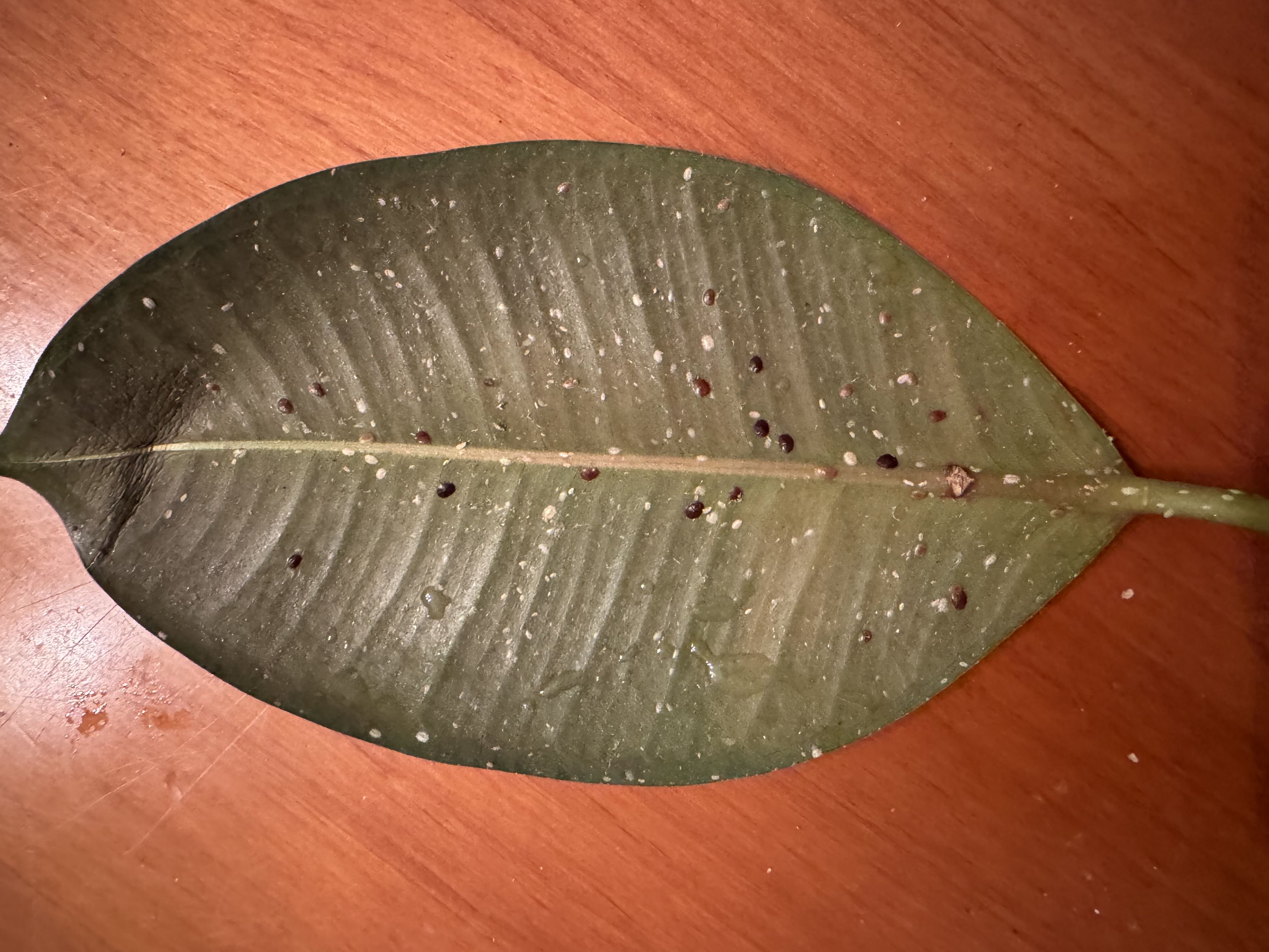What are these raised brown and white spots on my rubber ...