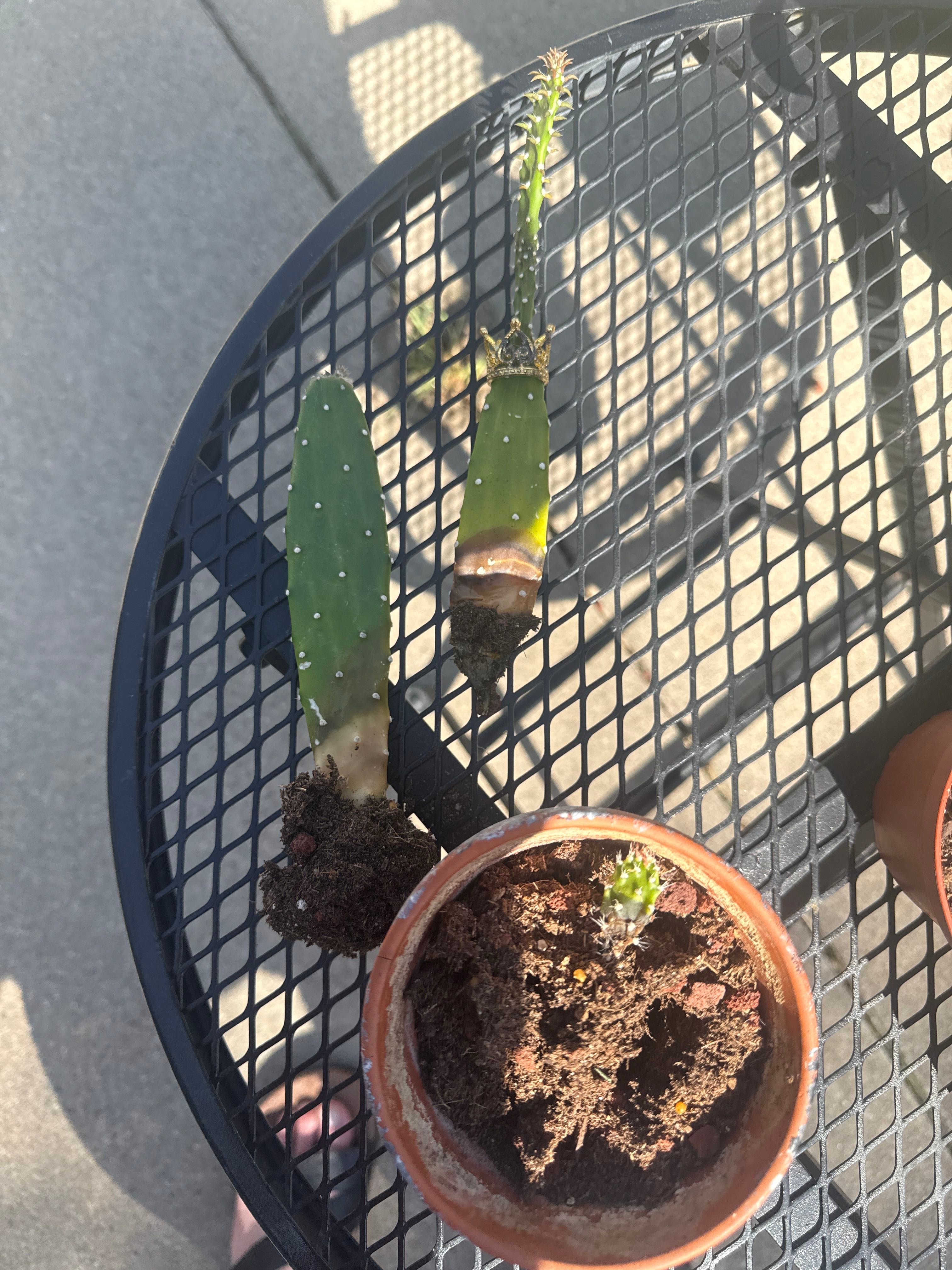 🌵 Propagating Drooping Prickly Pear: Step-by-Step Guide