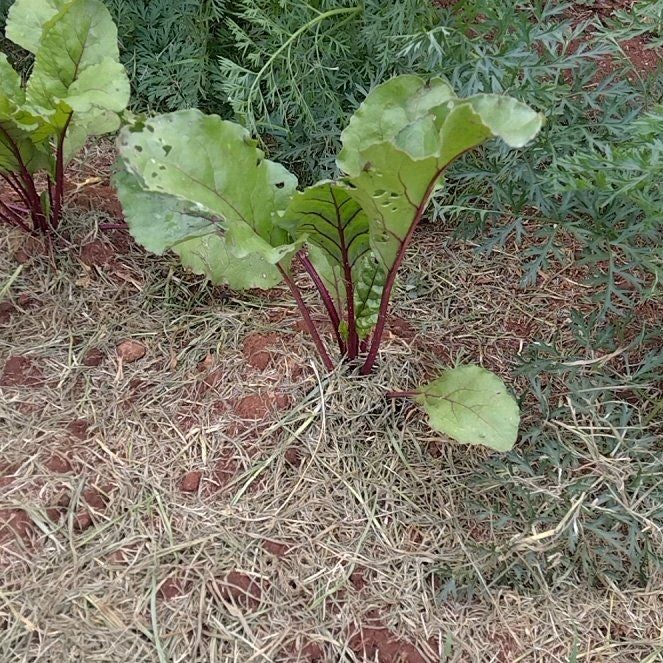 Beetroot 'Detroit 2 Crimson Globe' Plant Care: Water, Light, Nutrients ...