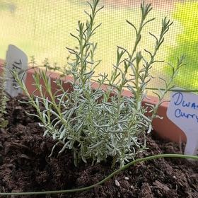 Dwarf Curry Plant Plant Care: Water, Light, Nutrients | Greg App 🌱