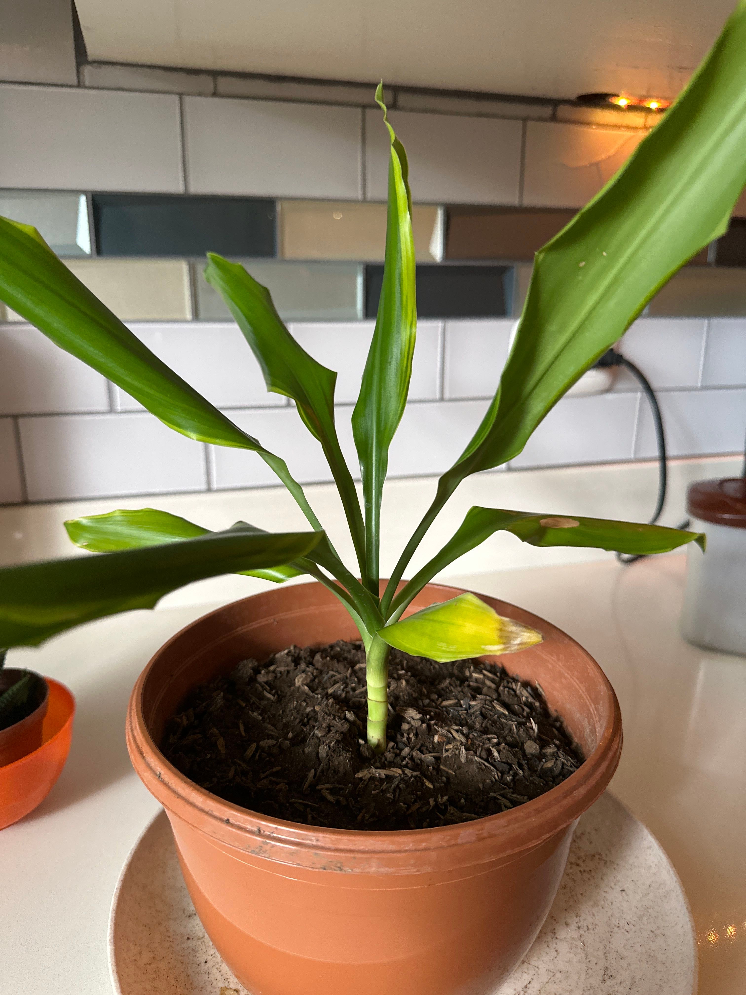 🌽 Corn Plant Roots 101