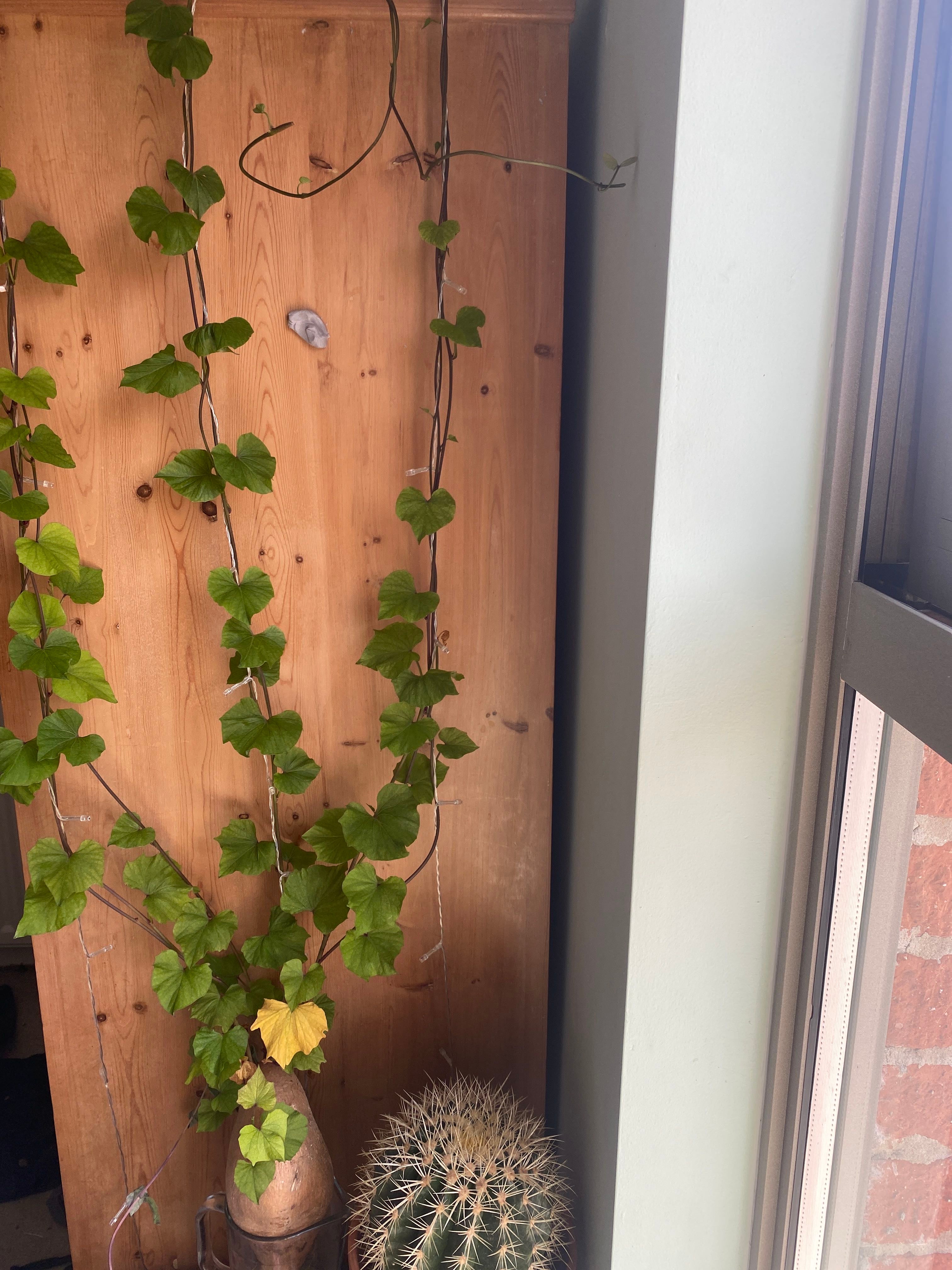 Common Morning Glory Problems