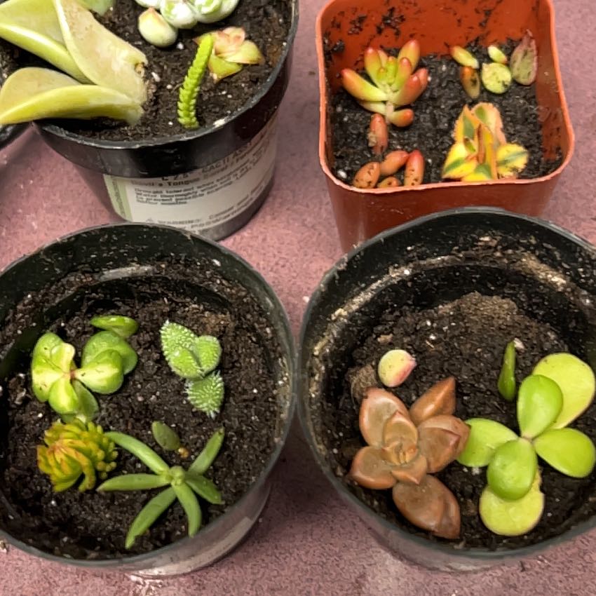 Assorted Cuttings Plant Care: Water, Light, Nutrients | Greg App 🌱