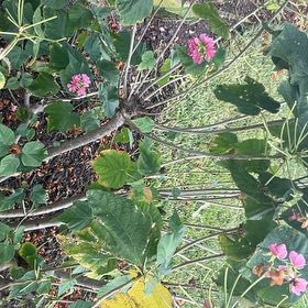 How to Care for Dombeya: Mastering Water, Sunlight & More