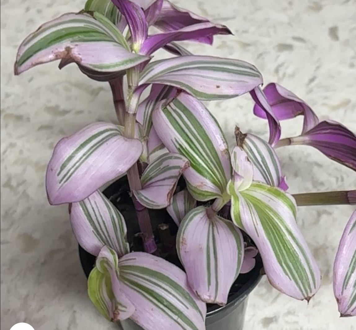 Tradescantia Feeling Flirty