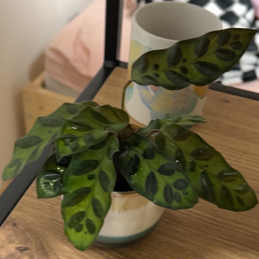 Hiss Majesty | A plant by @VitalPotatotree on Greg