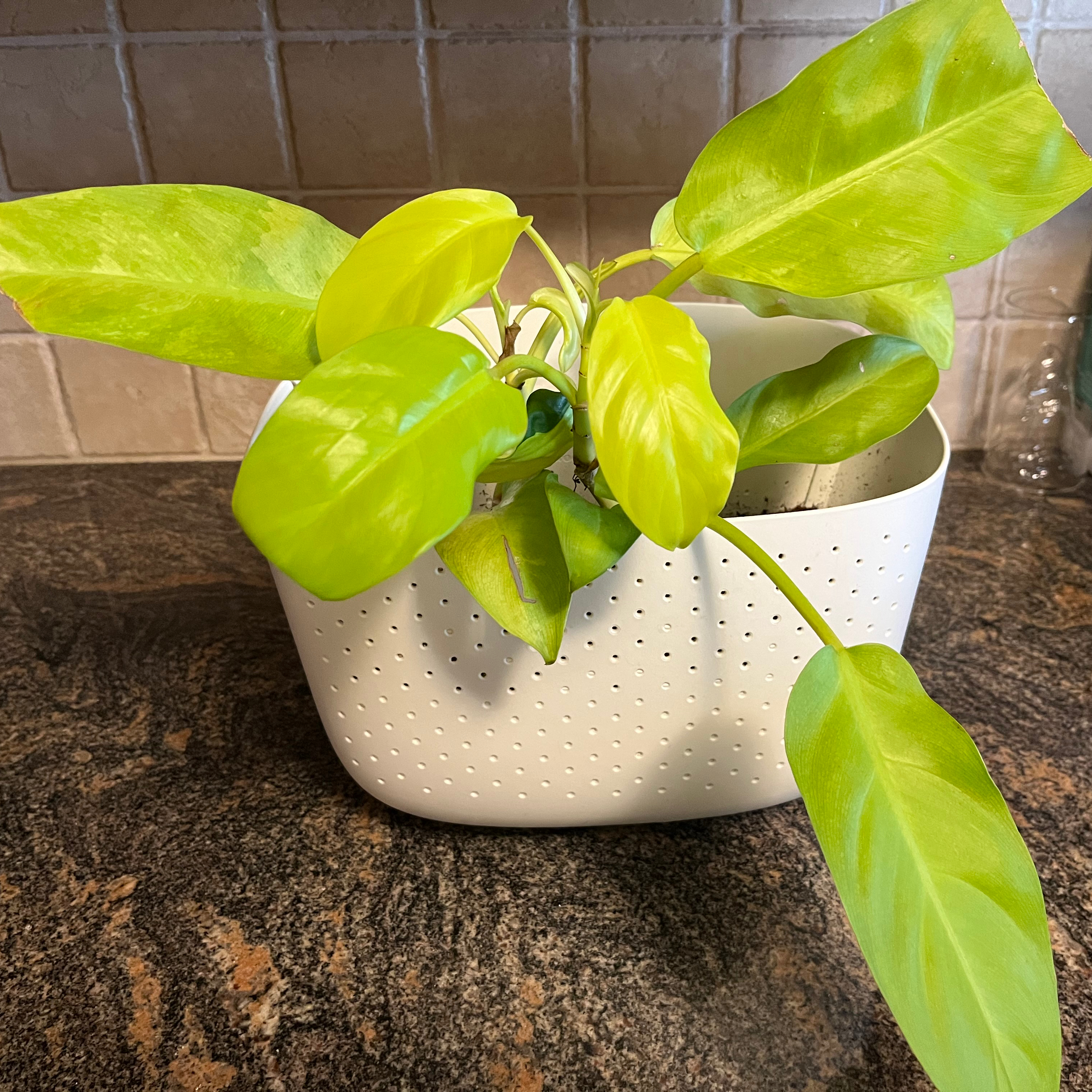 Symbolism and Benefits of the Golden Goddess Philodendron