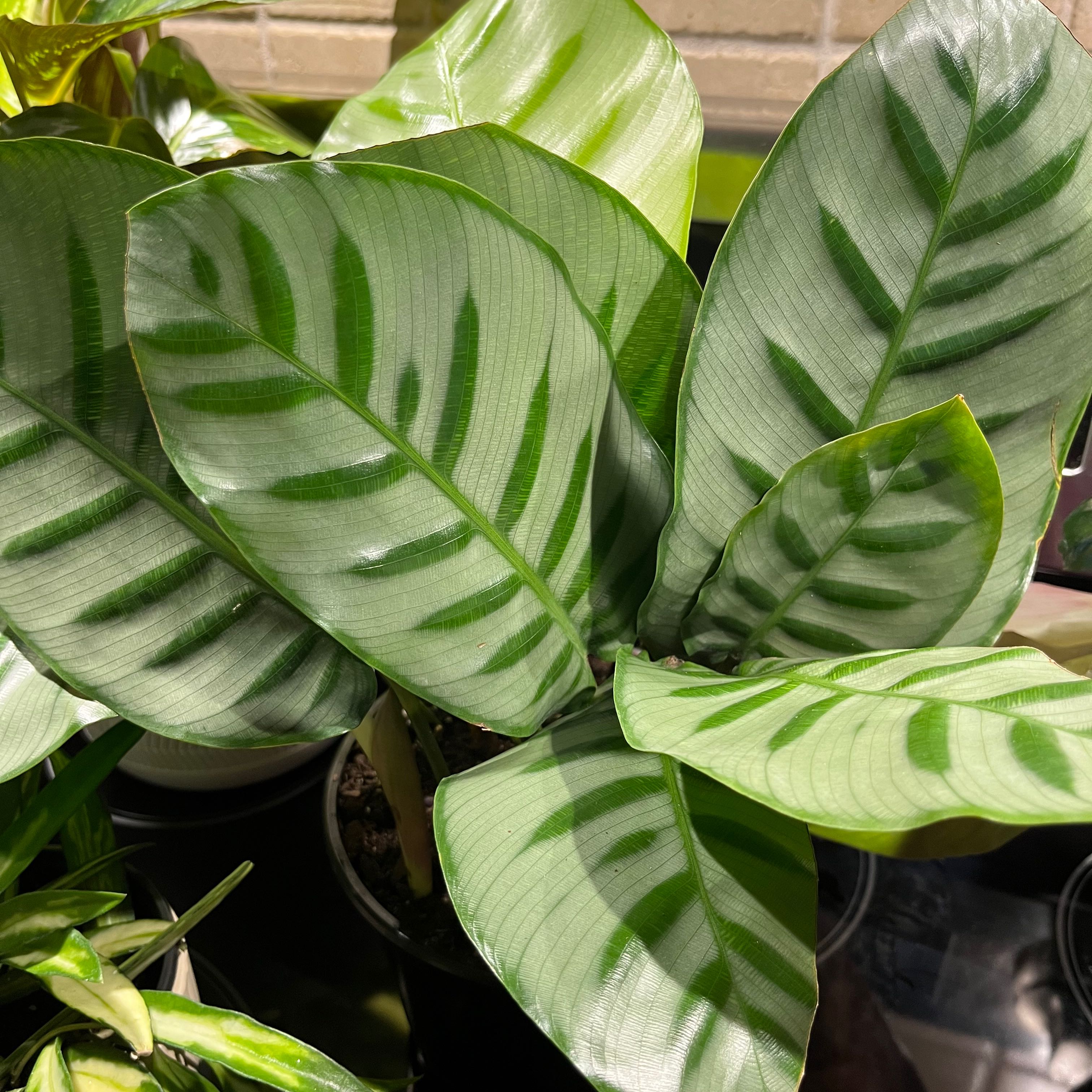 The Complete Bella Carlina Calathea Plant Care Guide: Water, Light & Beyond