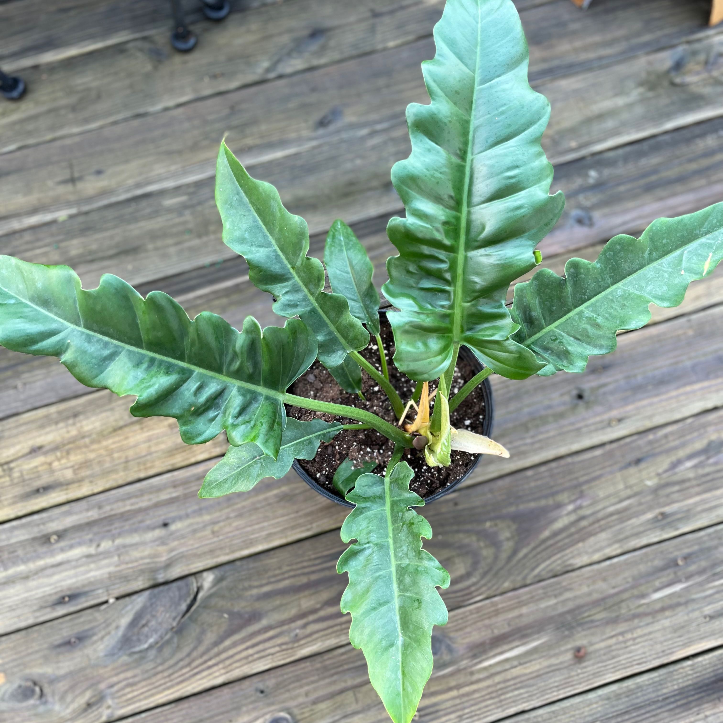 10 Benefits of Having a Philodendron Narrow Tiger Tooth