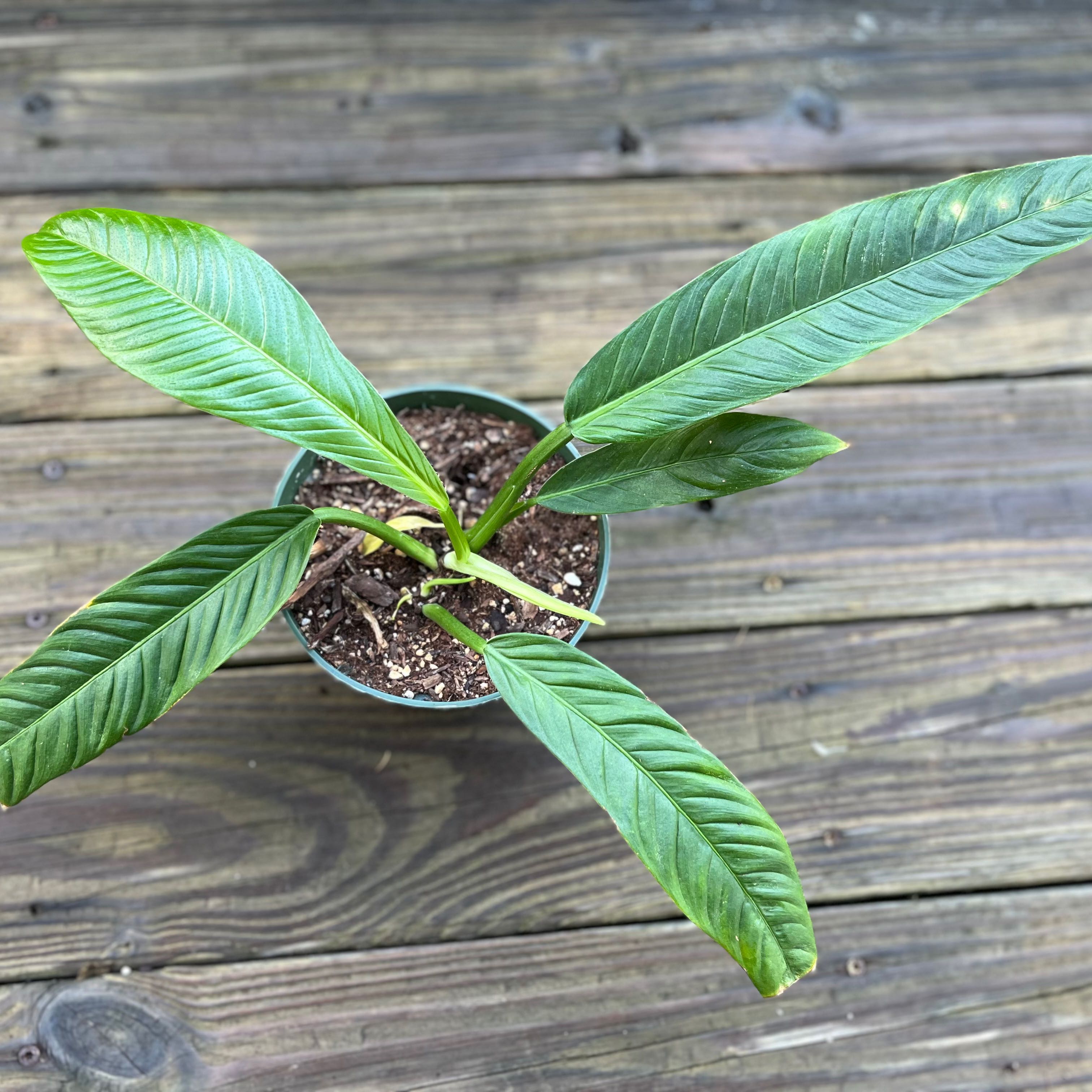 Soil Recommendations for Philodendron 'Lynette'