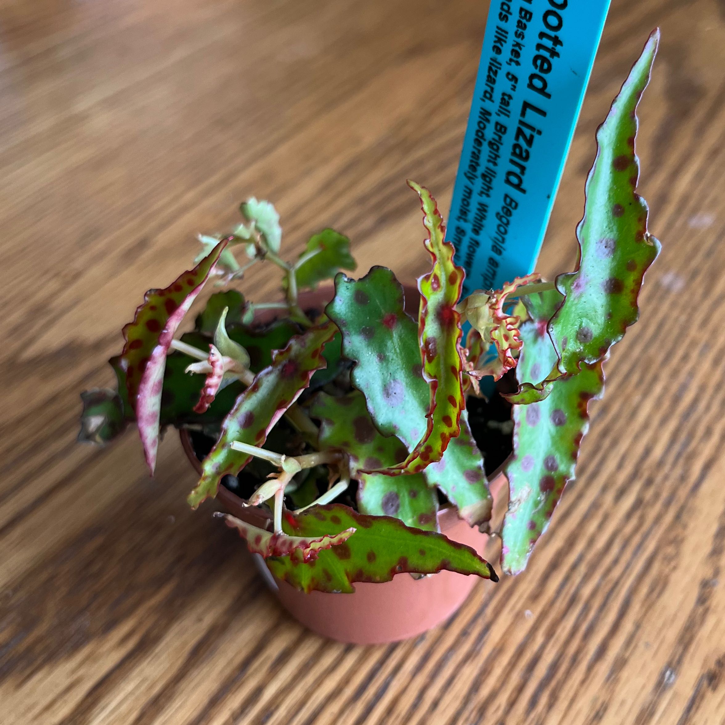 Personalized Begonia Little Brother Montgomery Care: Water, Light ...