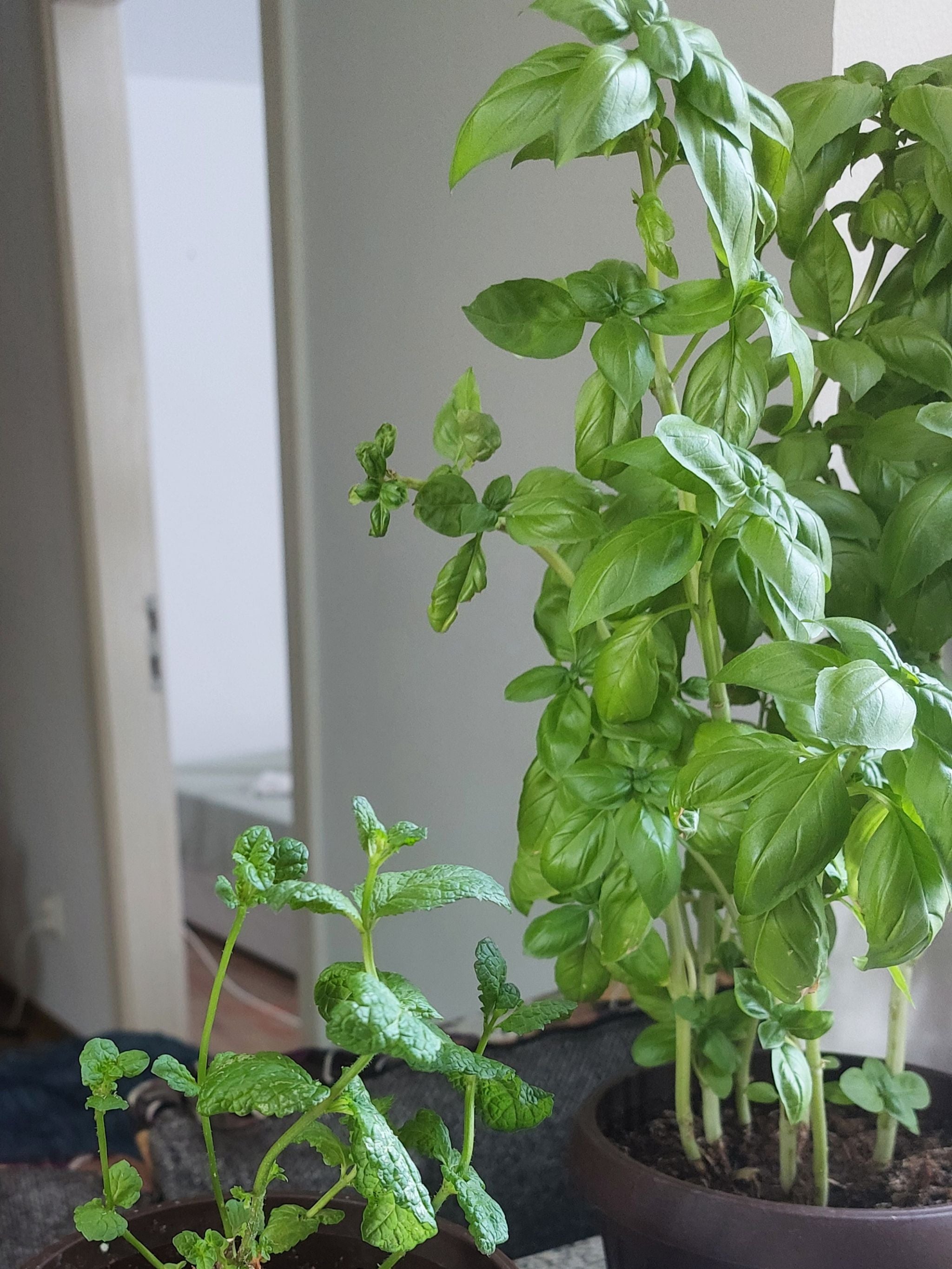 🌳 Basil 'Bonsai' Explained: Key Information