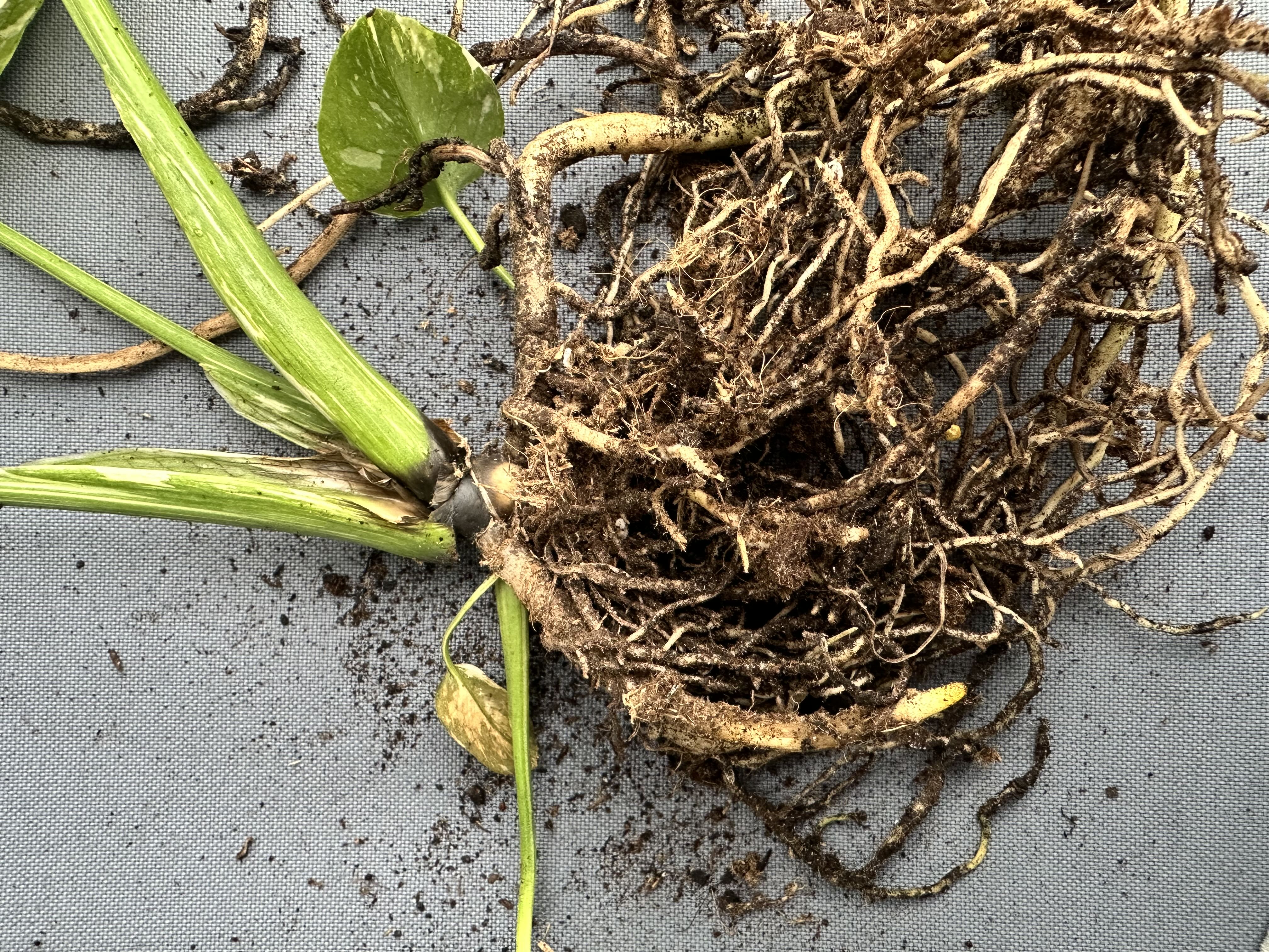 Black stem, no rotting roots?