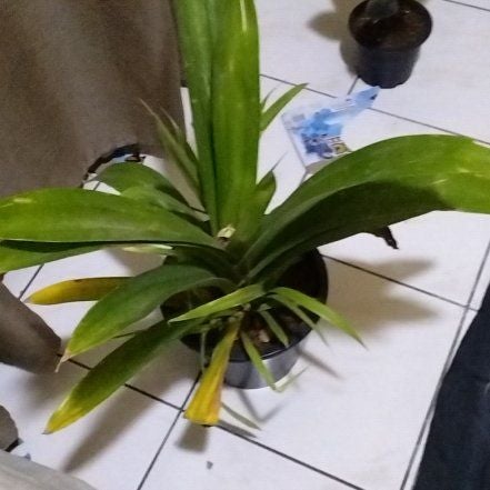 Screwpine Plant Care: Water, Light, Nutrients | Greg App 🌱