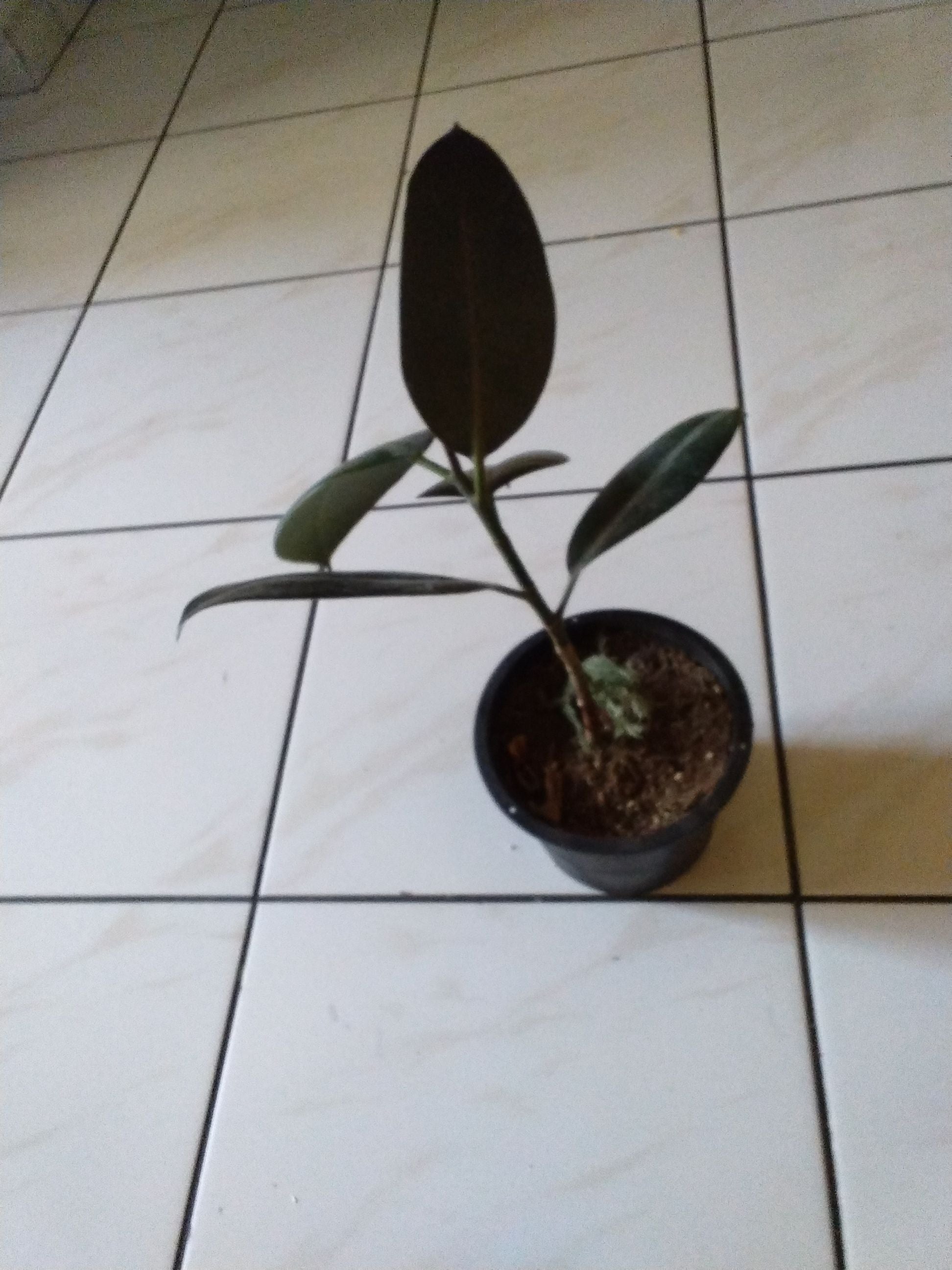 🌳 10 Secret Rubber Tree Landscaping Tricks