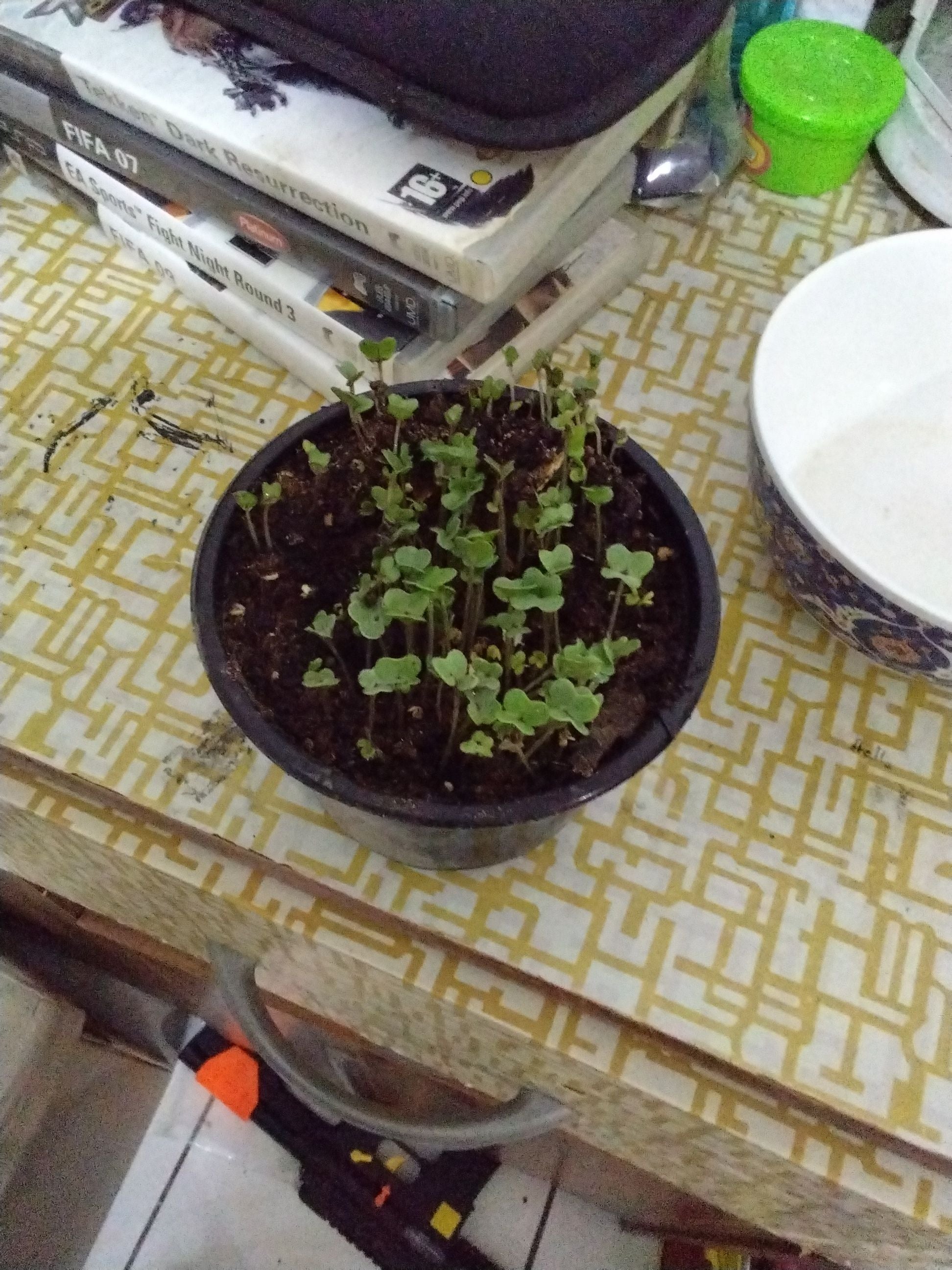 🥬 All About Premier Kale: Essential Facts