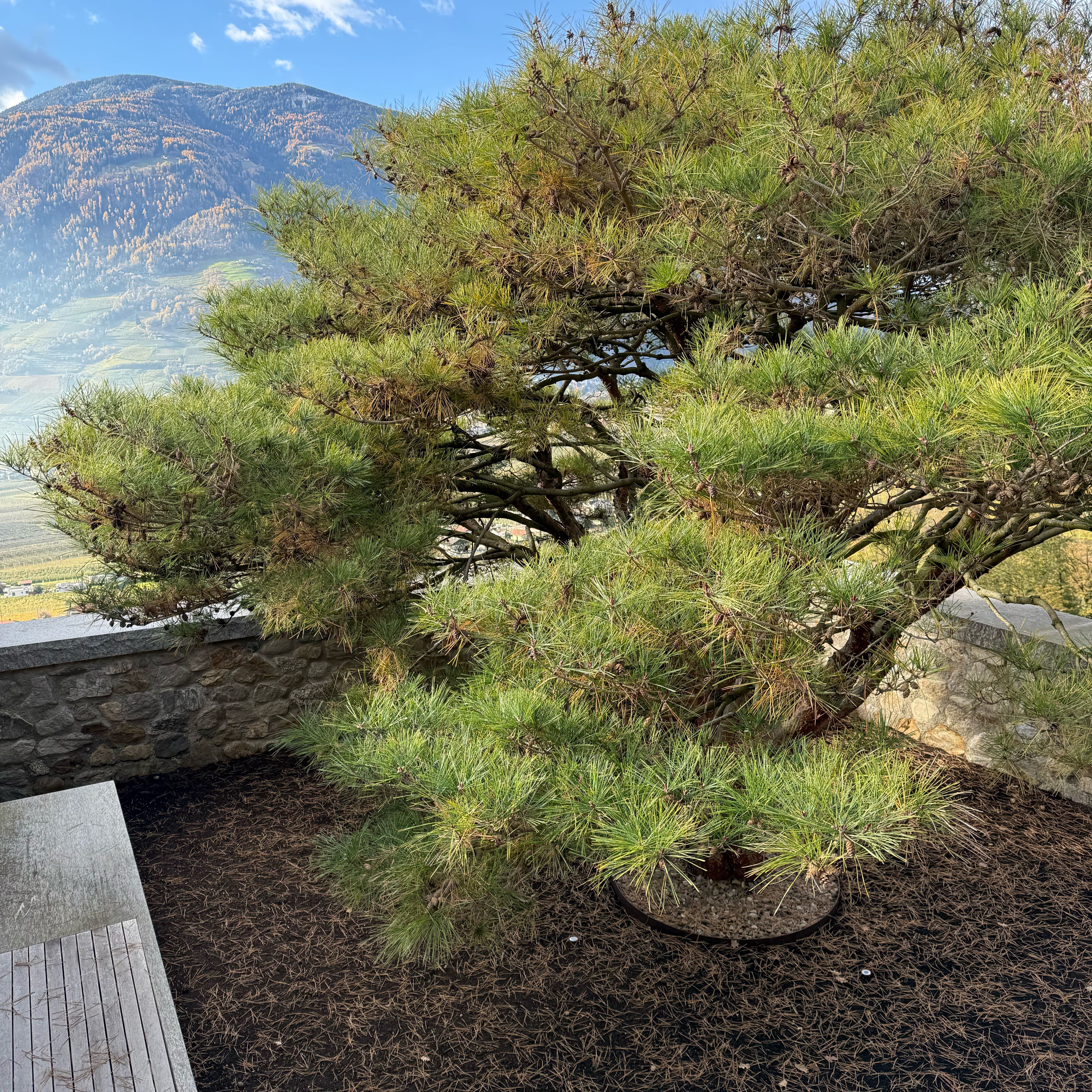 The Complete Japanese Red Pine Plant Care Guide: Water, Light & Beyond