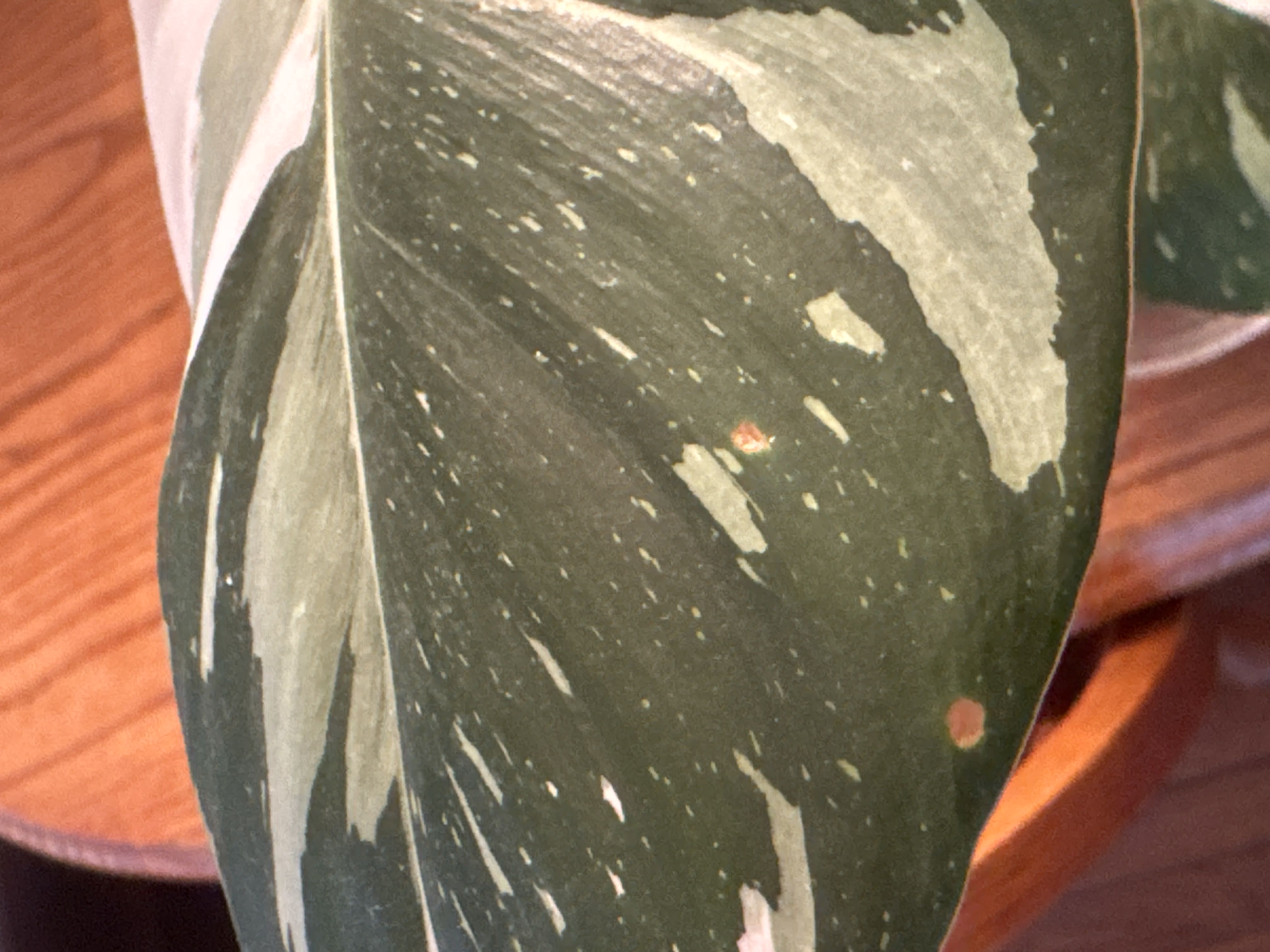 The Complete Philodendron campii 'Lynette' Plant Care Guide: Water ...
