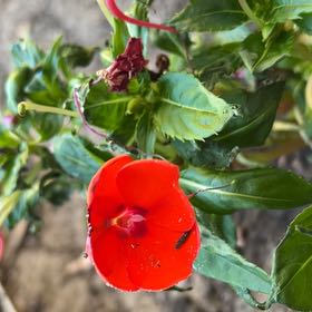 The Complete SunPatiens Plant Care Guide: Water, Light & Beyond