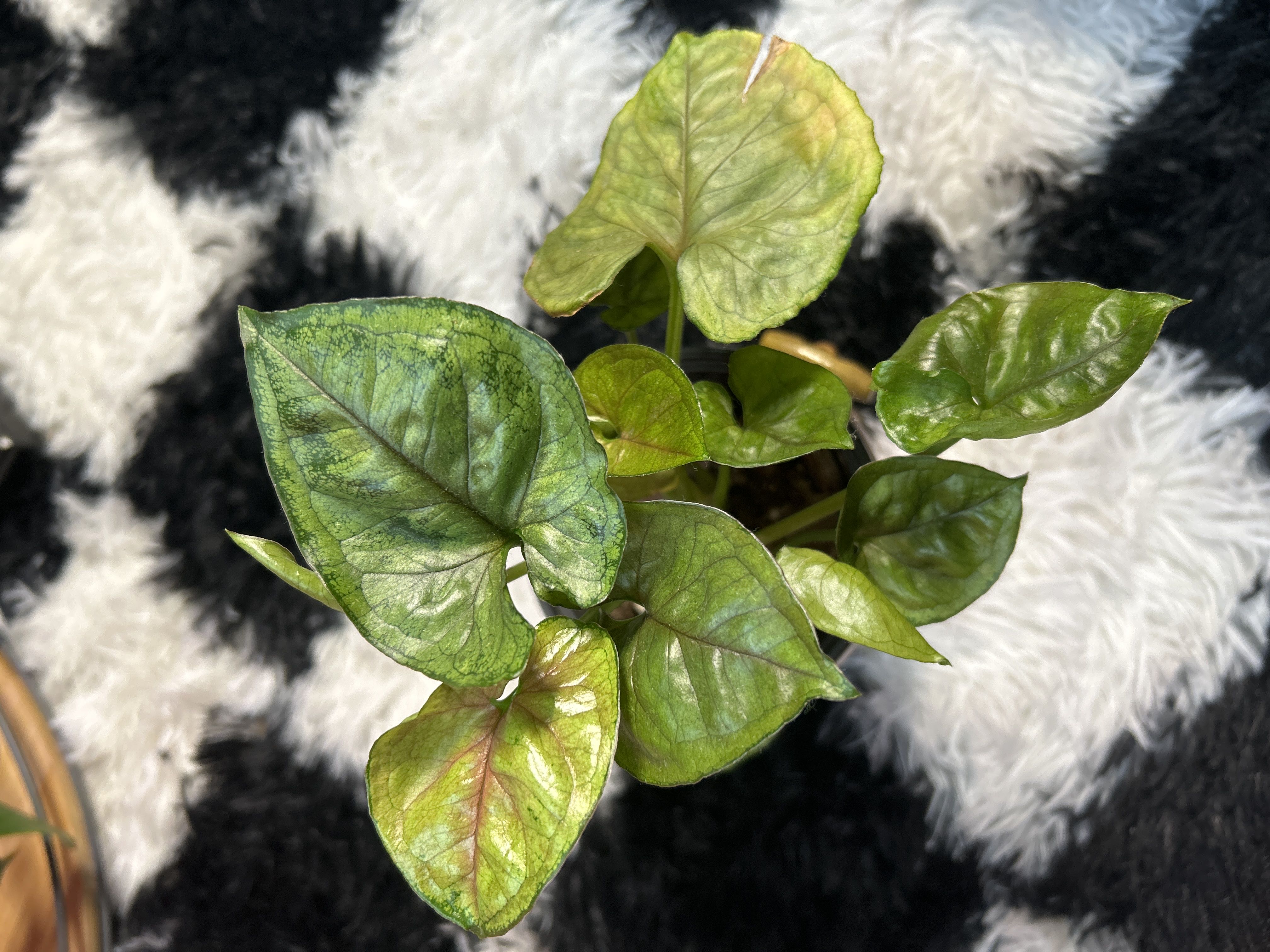 Berry Allusion Arrowhead Plant: How Much Water & Light Does it Need to ...