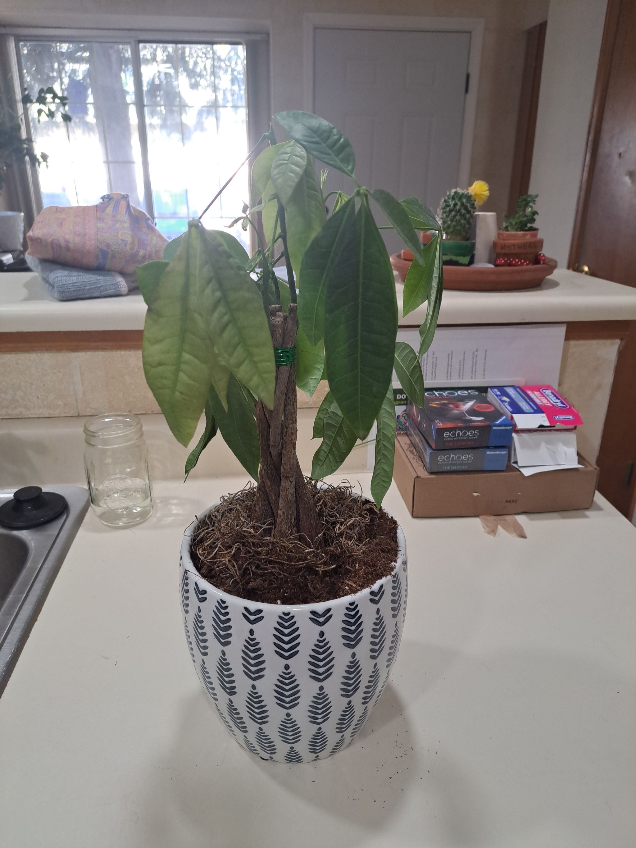 Money Tree Plant Care: Water, Light, Nutrients | Greg App 🌱