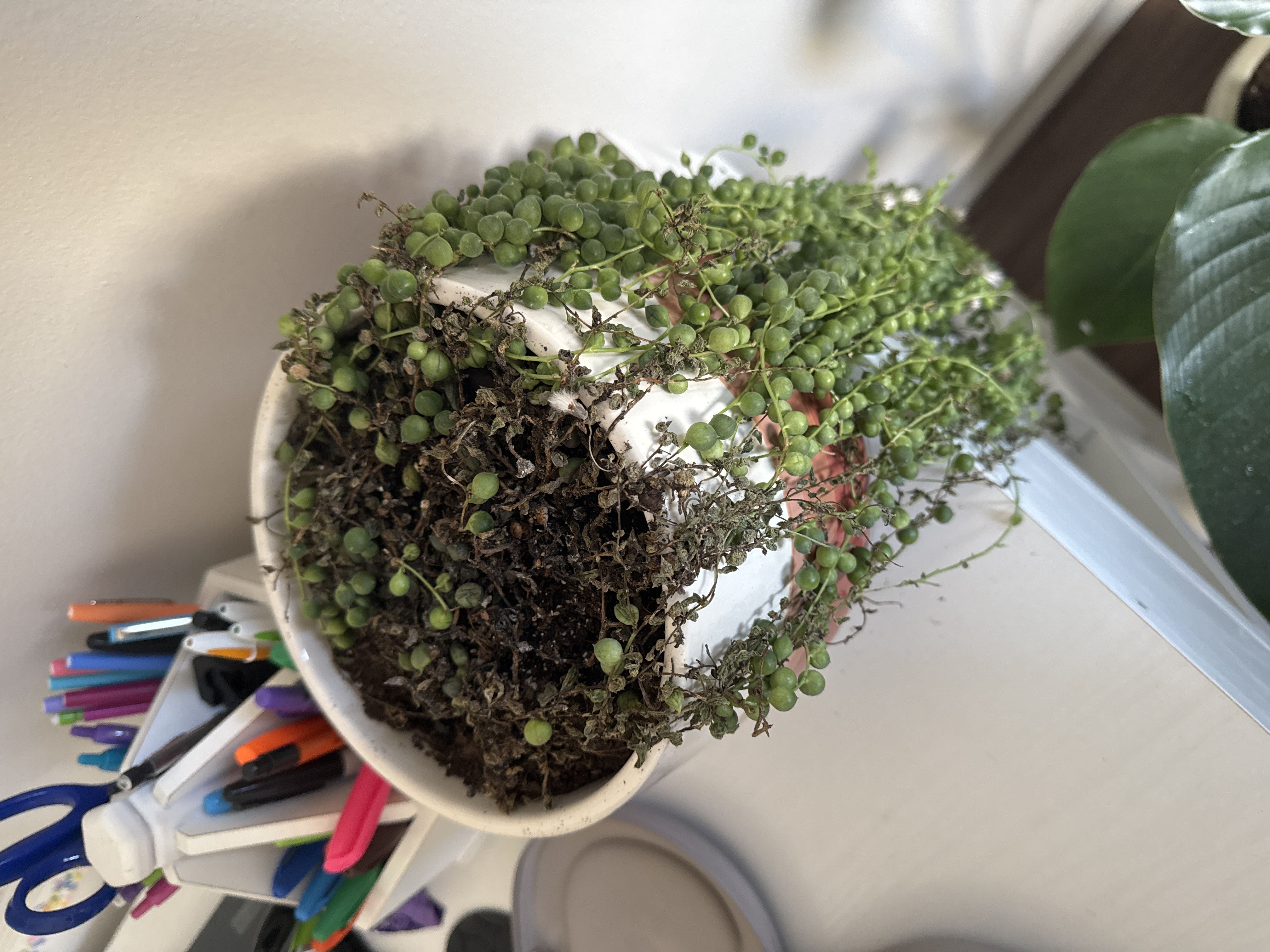 String of Pearls Plant Care: Water, Light, Nutrients | Greg App 🌱