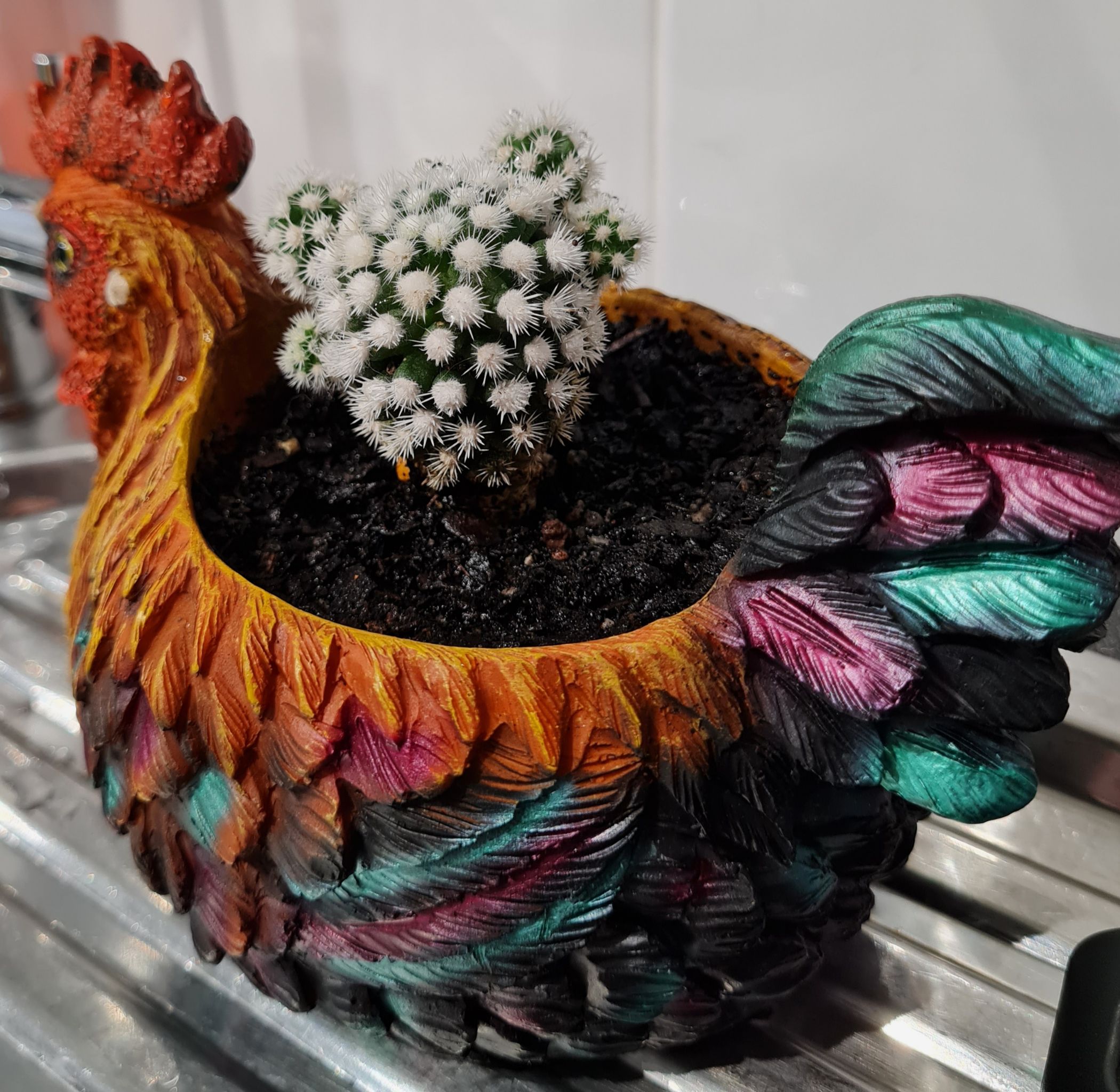🌵 Understanding Mammillaria 'Chiara Blando Album': The Basics