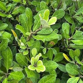 Karo Plant Care: Water, Light, Nutrients | Greg App 🌱