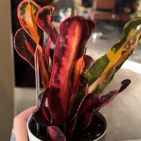The Complete Exotic Angel Plant Plant Care Guide: Water, Light & Beyond