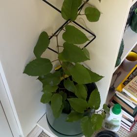 Kangaroo Vine Plant Care: Water, Light, Nutrients | Greg App 🌱