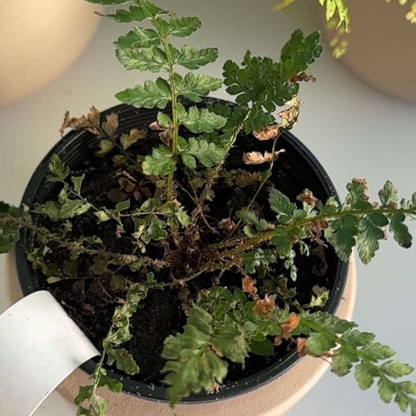 The Complete Mother Shield Fern Plant Care Guide: Water, Light & Beyond