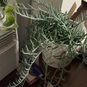 String of Fish Hooks Plant Care: Water, Light, Nutrients | Greg App 🌱