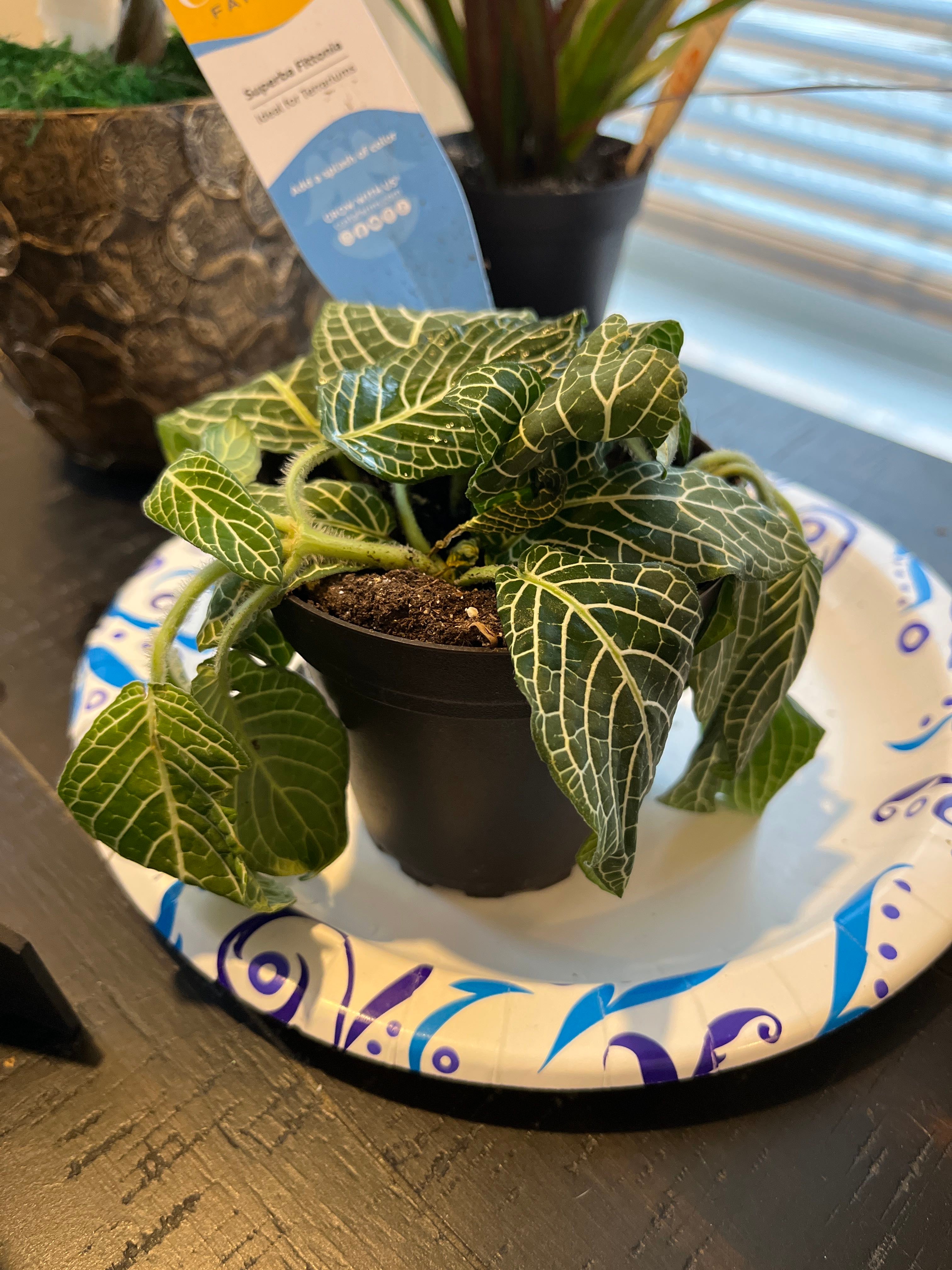 What’s wrong with my plant? I got it 5 days ago. It was l...