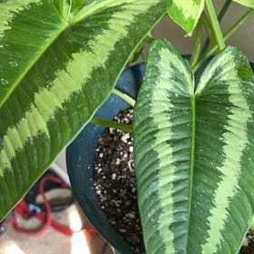 The Complete Green Sheild Plant Care Guide: Water, Light & Beyond