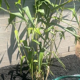 Tiger Grass Plant Care: Water, Light, Nutrients | Greg App 🌱