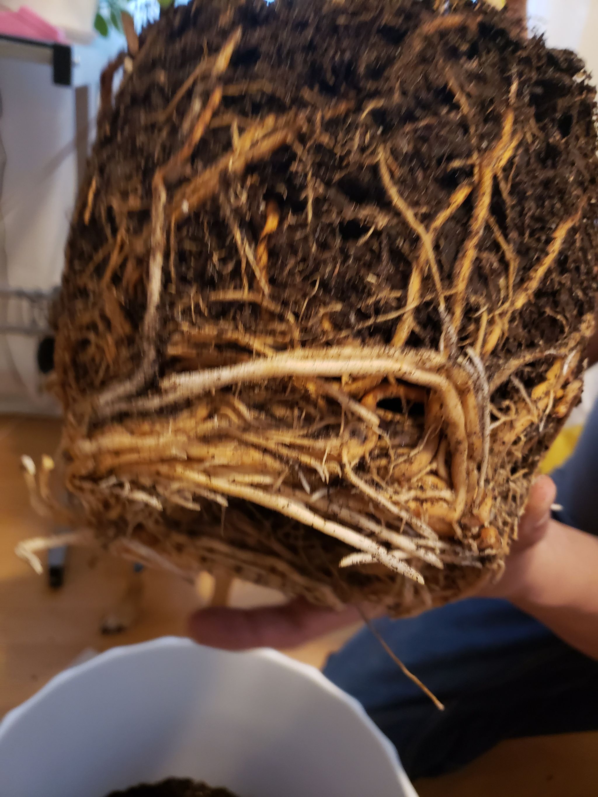 Variegated Shell Ginger Plant Care: Water, Light, Nutrients | Greg App 🌱