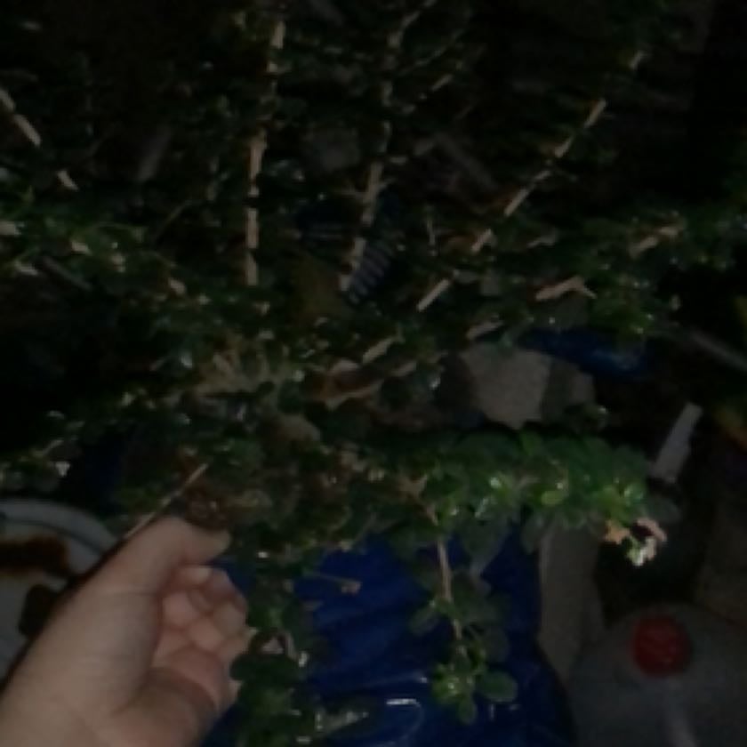 Keep Your Moujean Tea Alive: Light, Water & Care Instructions