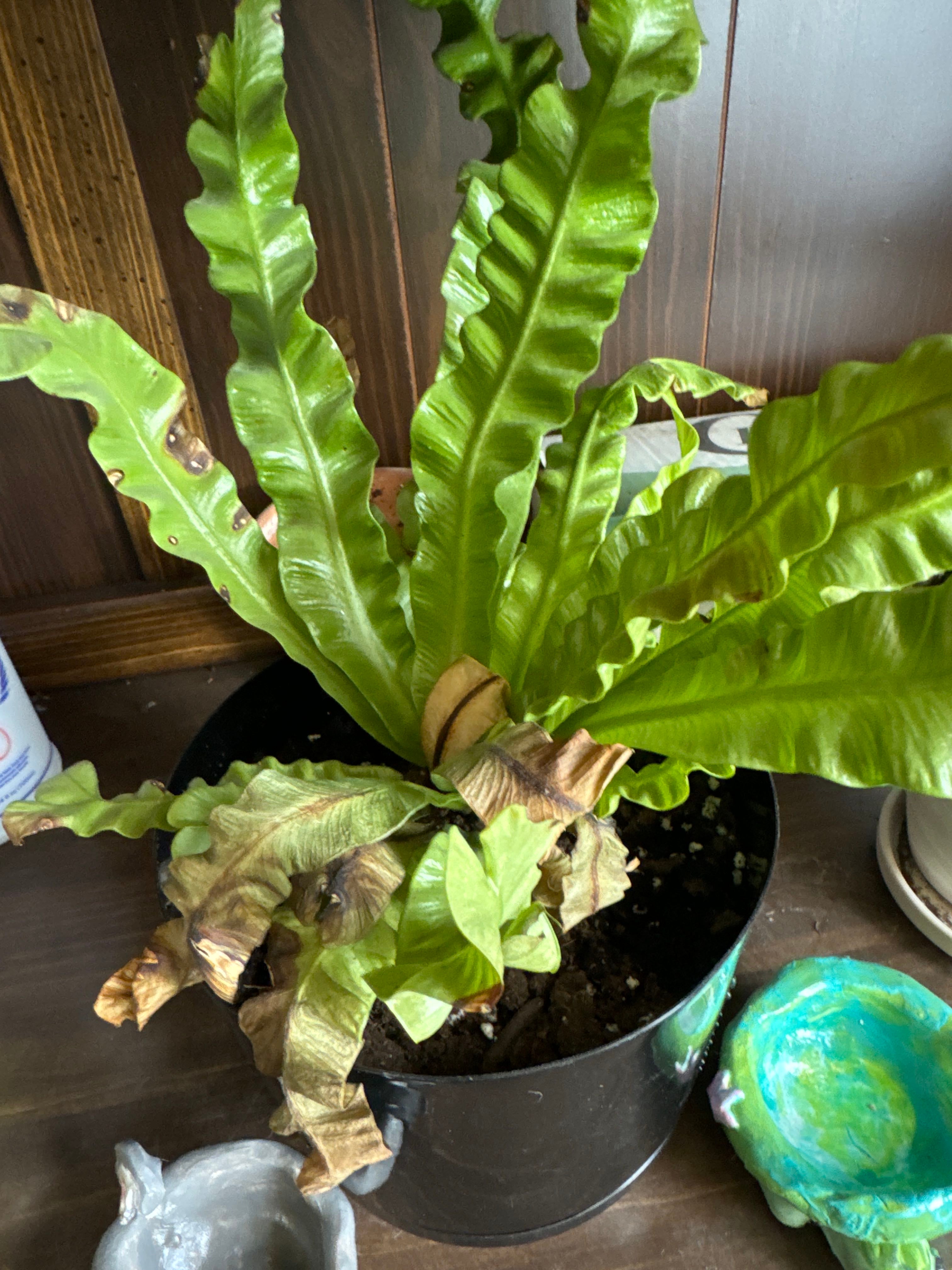 How to Care for Leslie Bird's Nest Fern: Mastering Water, Sunlight & More