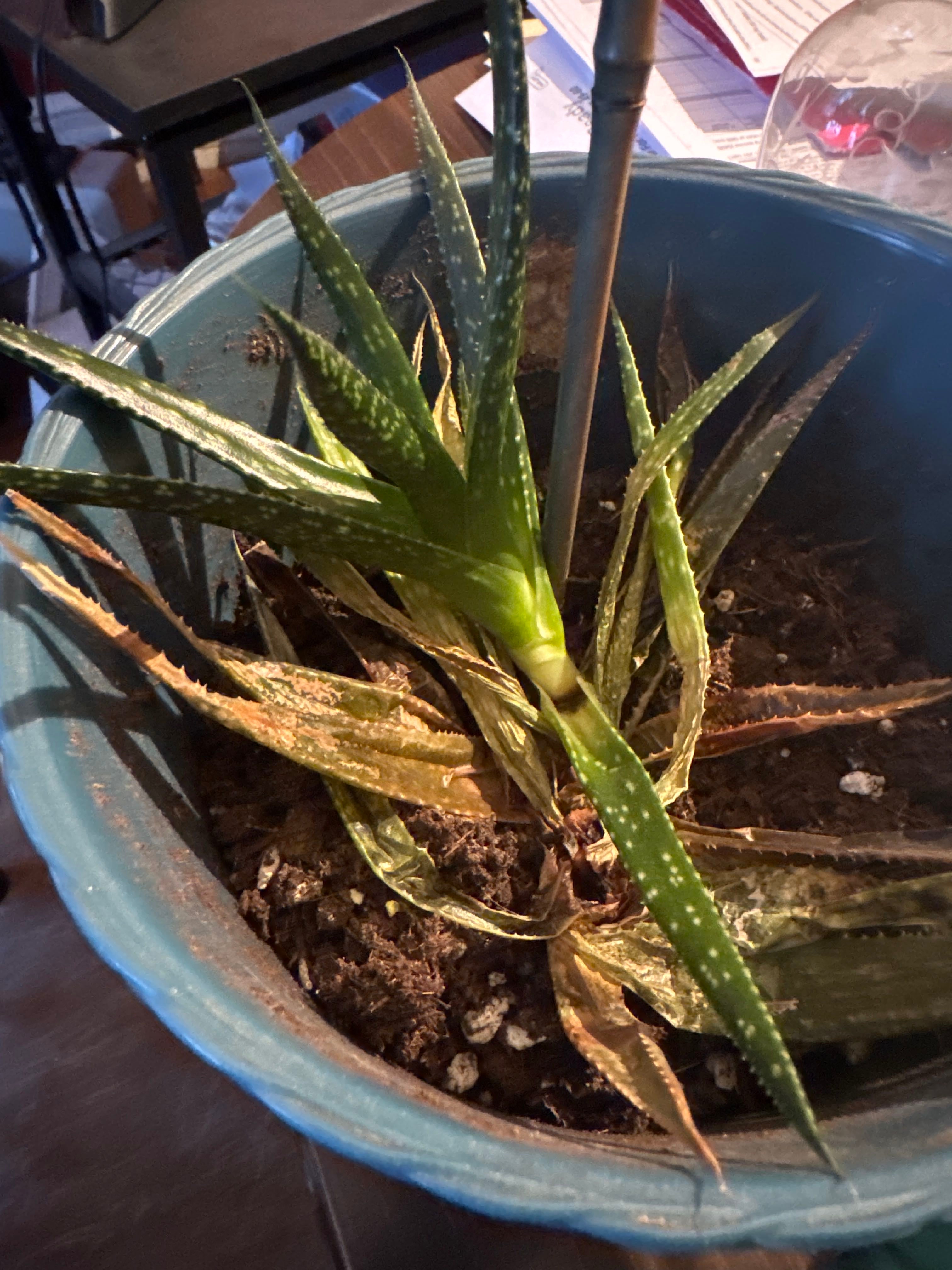 8 Secrets to Successfully Grow Aloe macroclada 🌵