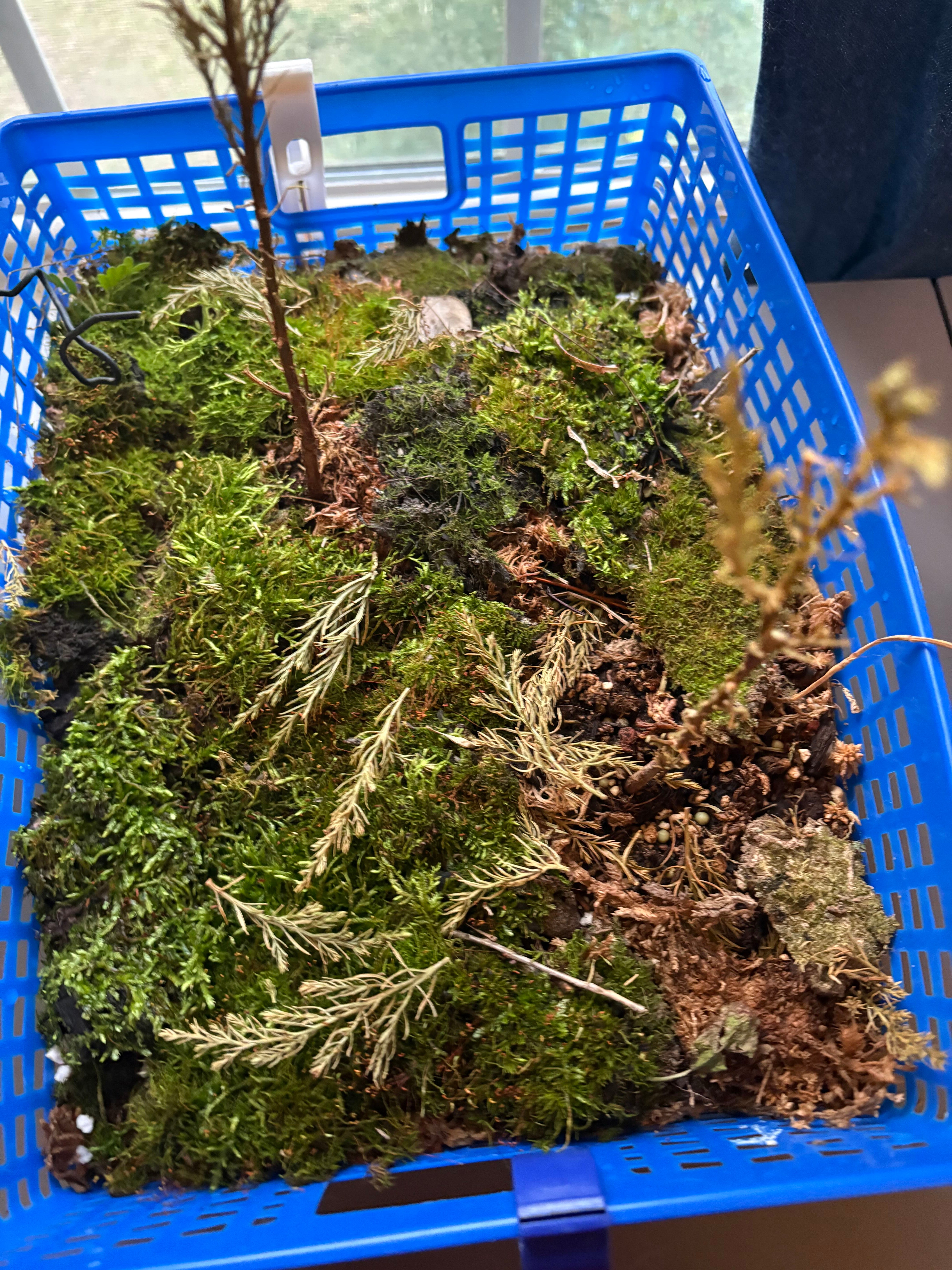 🌳 3 Key Phases of Giant Sequoia Development