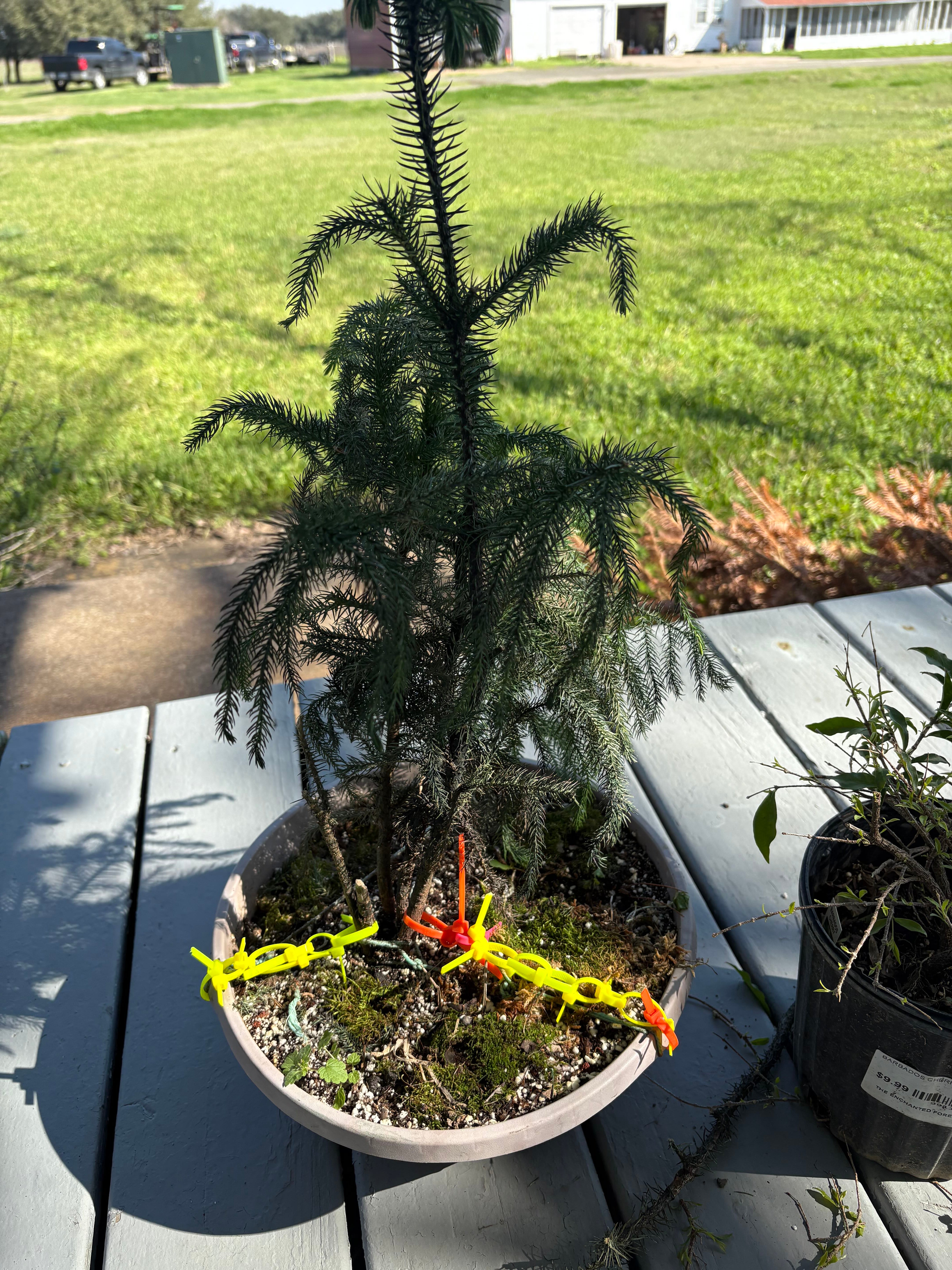 Ultimate Guide to Potting Norfolk Island Pine