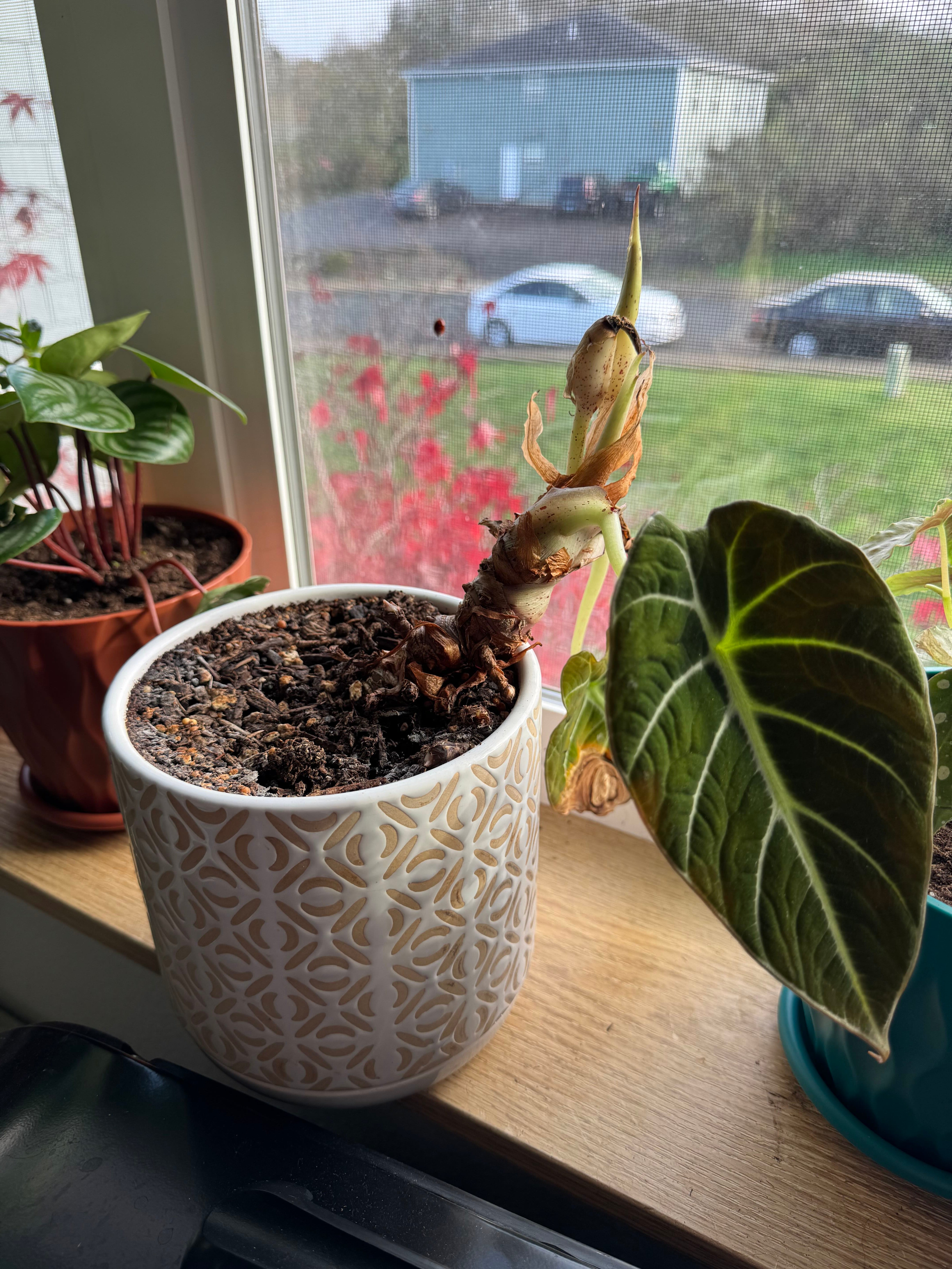 Tatoo Alocasia Plant Care: Water, Light, Nutrients | Greg App 🌱