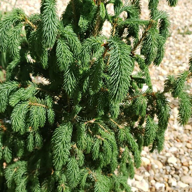 North Pole Spruce Plant Care: Water, Light, Nutrients | Greg App 🌱