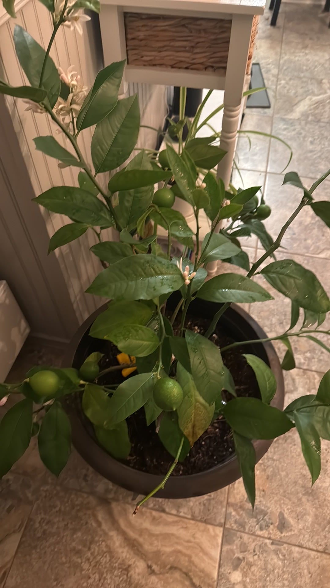 4 Facts About Meyer Lemon Height and Width 🍋