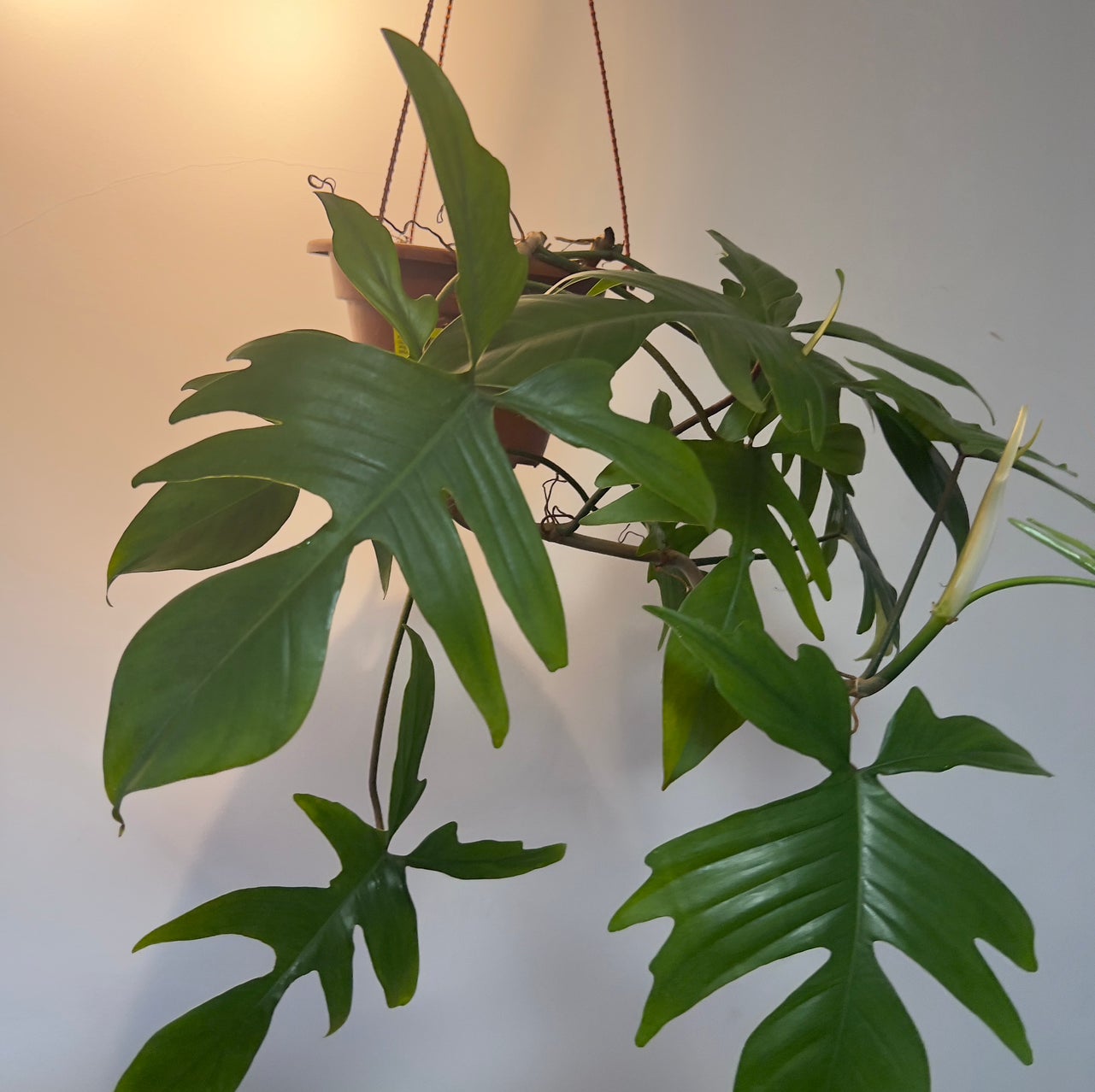 The Complete Rudolph Philodendron Plant Care Guide: Water, Light & Beyond