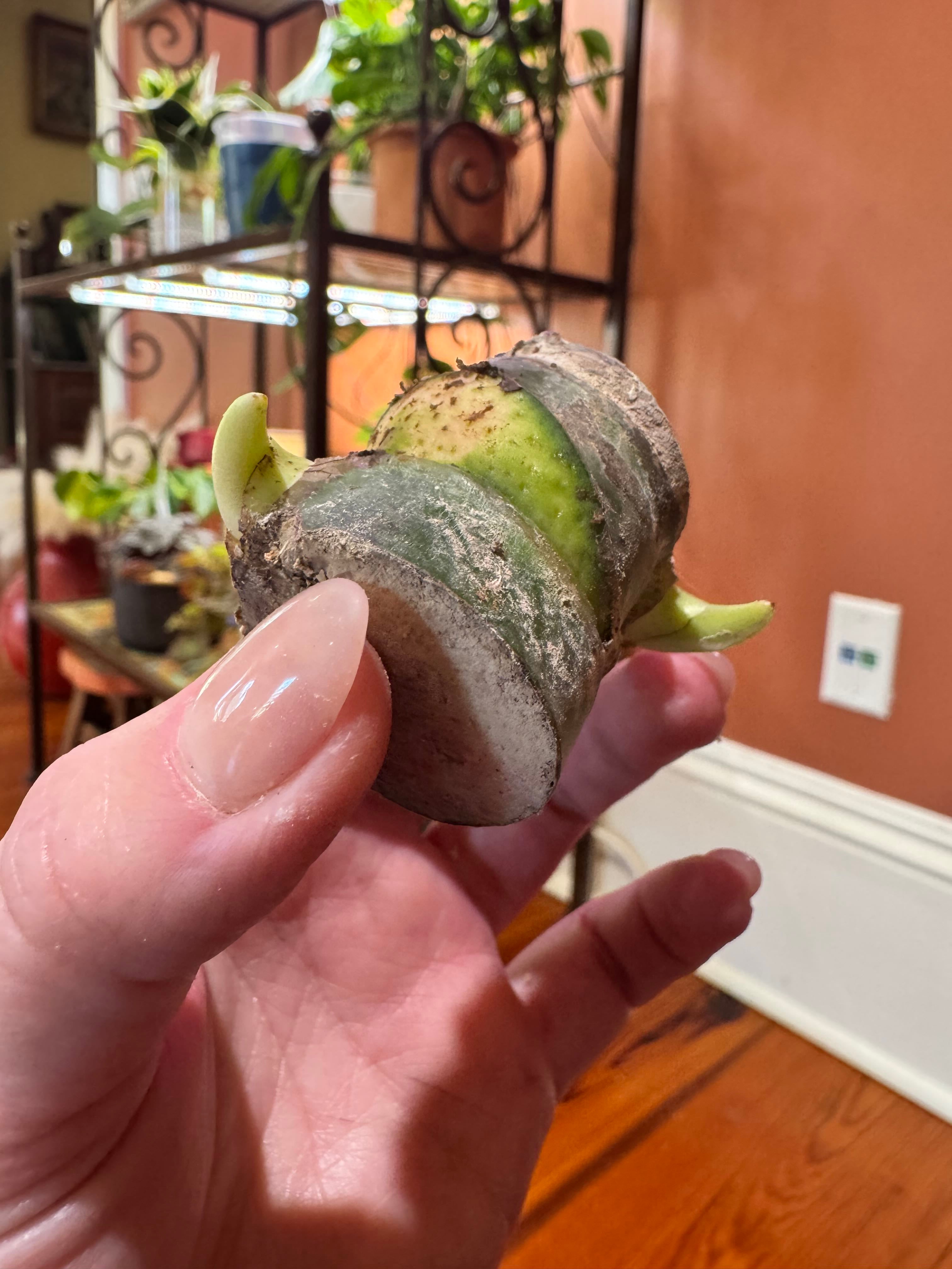 What is a Monstera anomala? Complete Guide 🌿