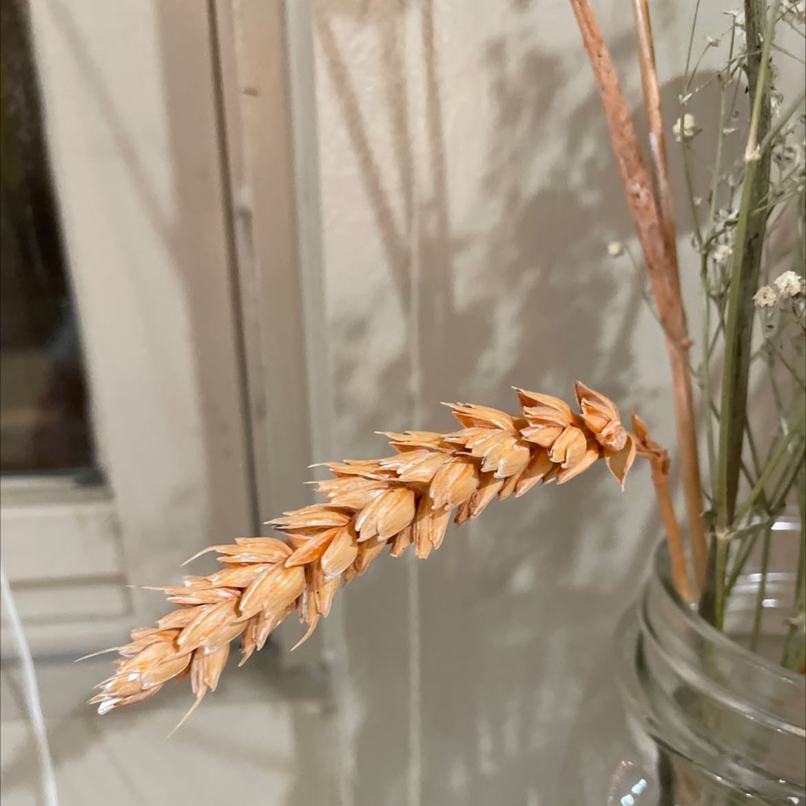 🌾 What Do Wheat Flowers Mean?