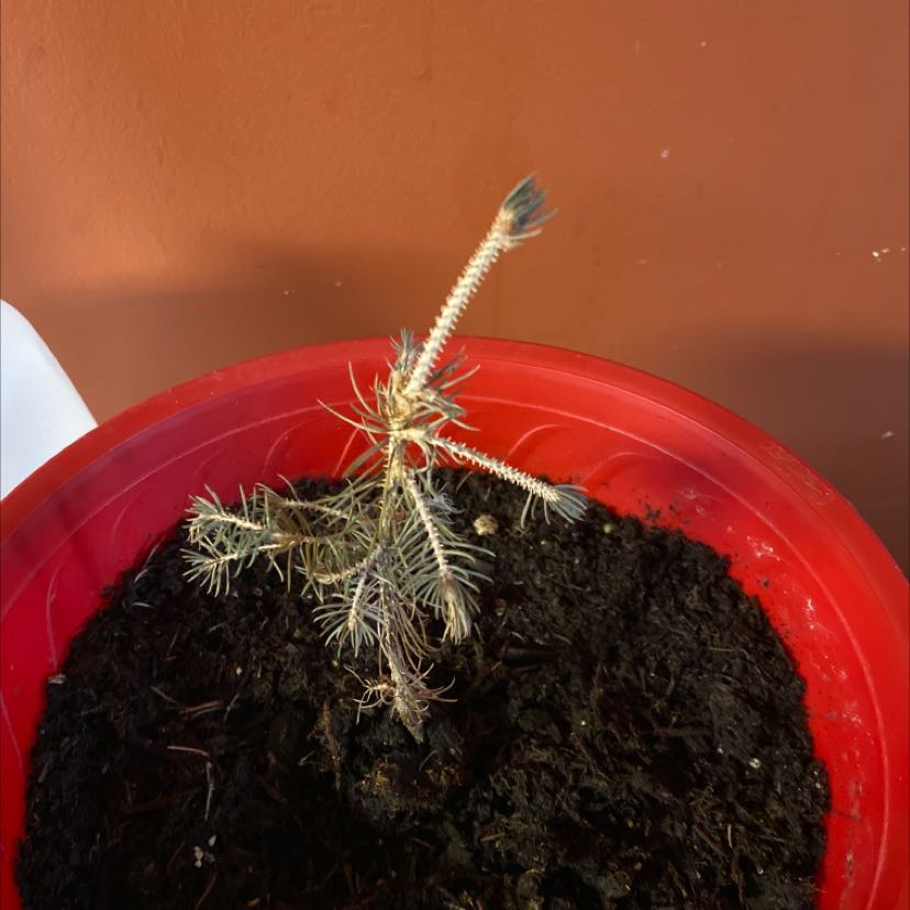 How Do I Fix Norway Spruce Root Rot?