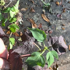 The Complete Bellyache Bush Plant Care Guide: Water, Light & Beyond